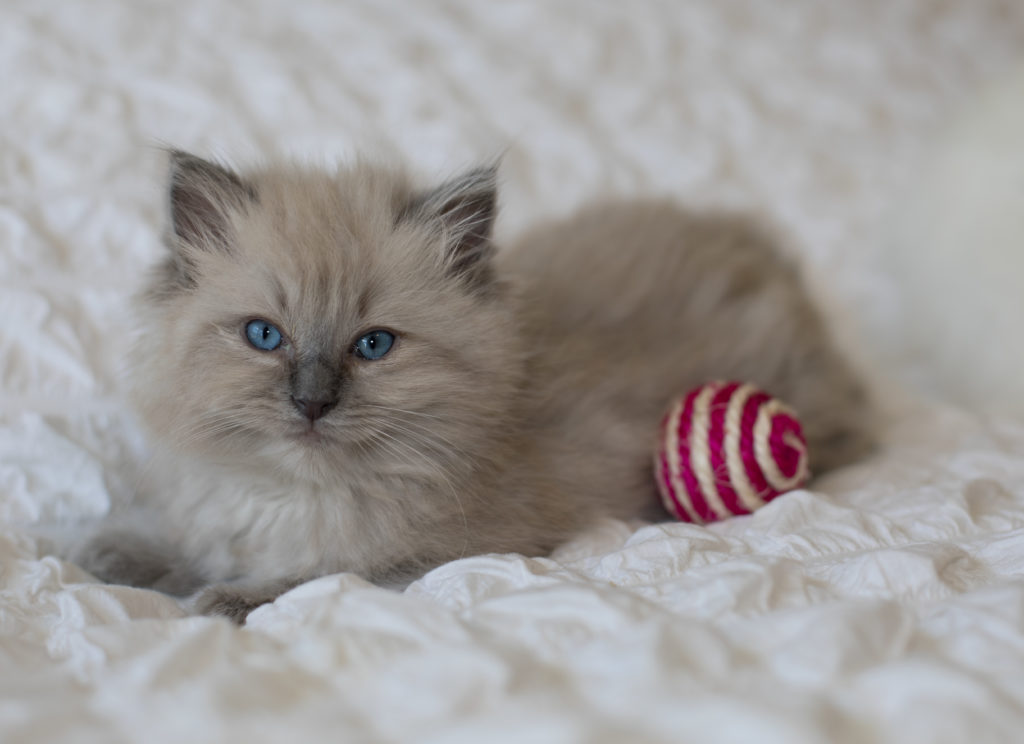 Getting A Kitten - Coppermine Ragdolls