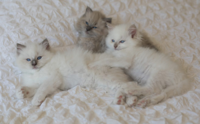 Getting A Kitten - Coppermine Ragdolls