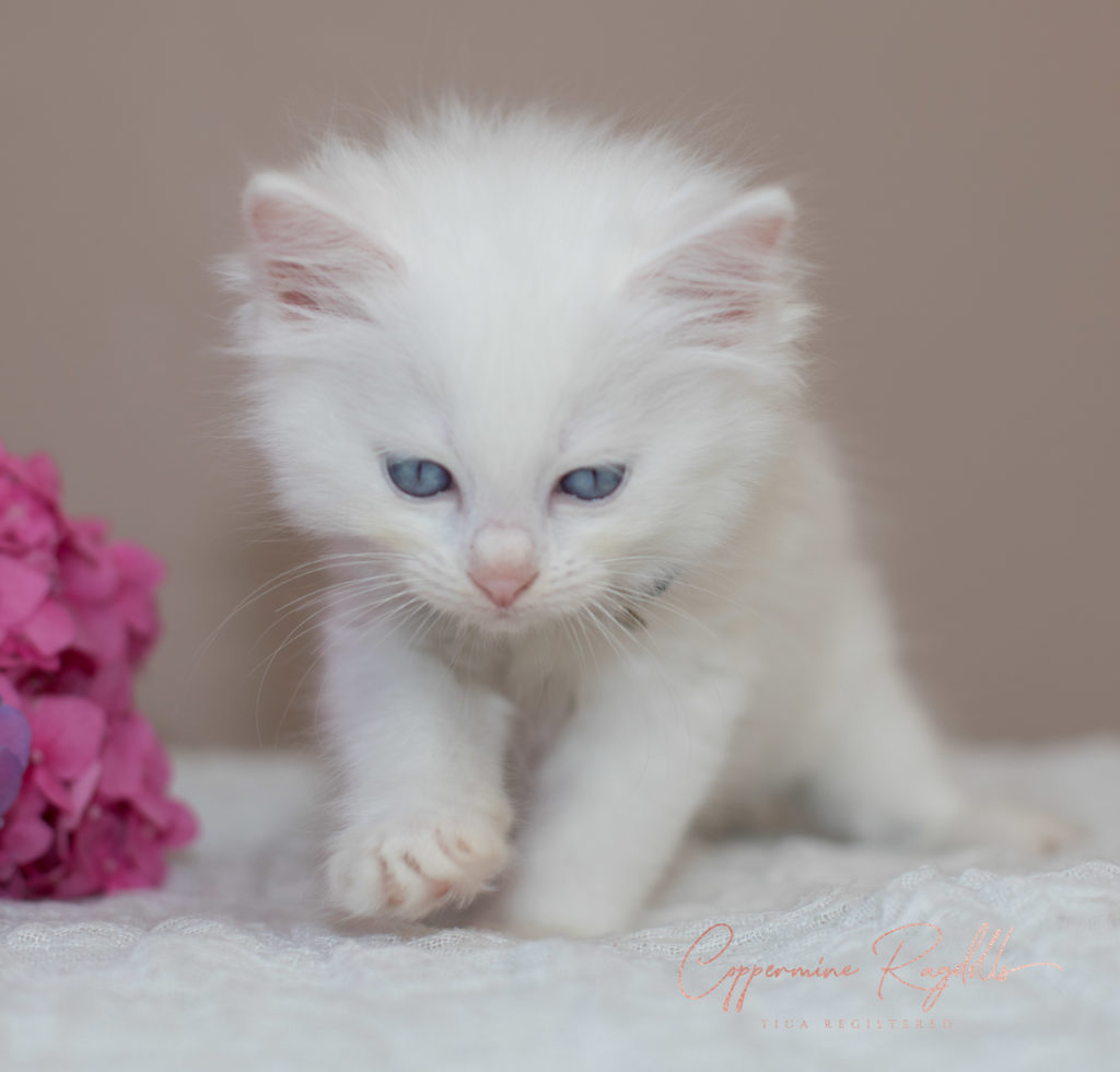 KittenNursery - Coppermine Ragdolls