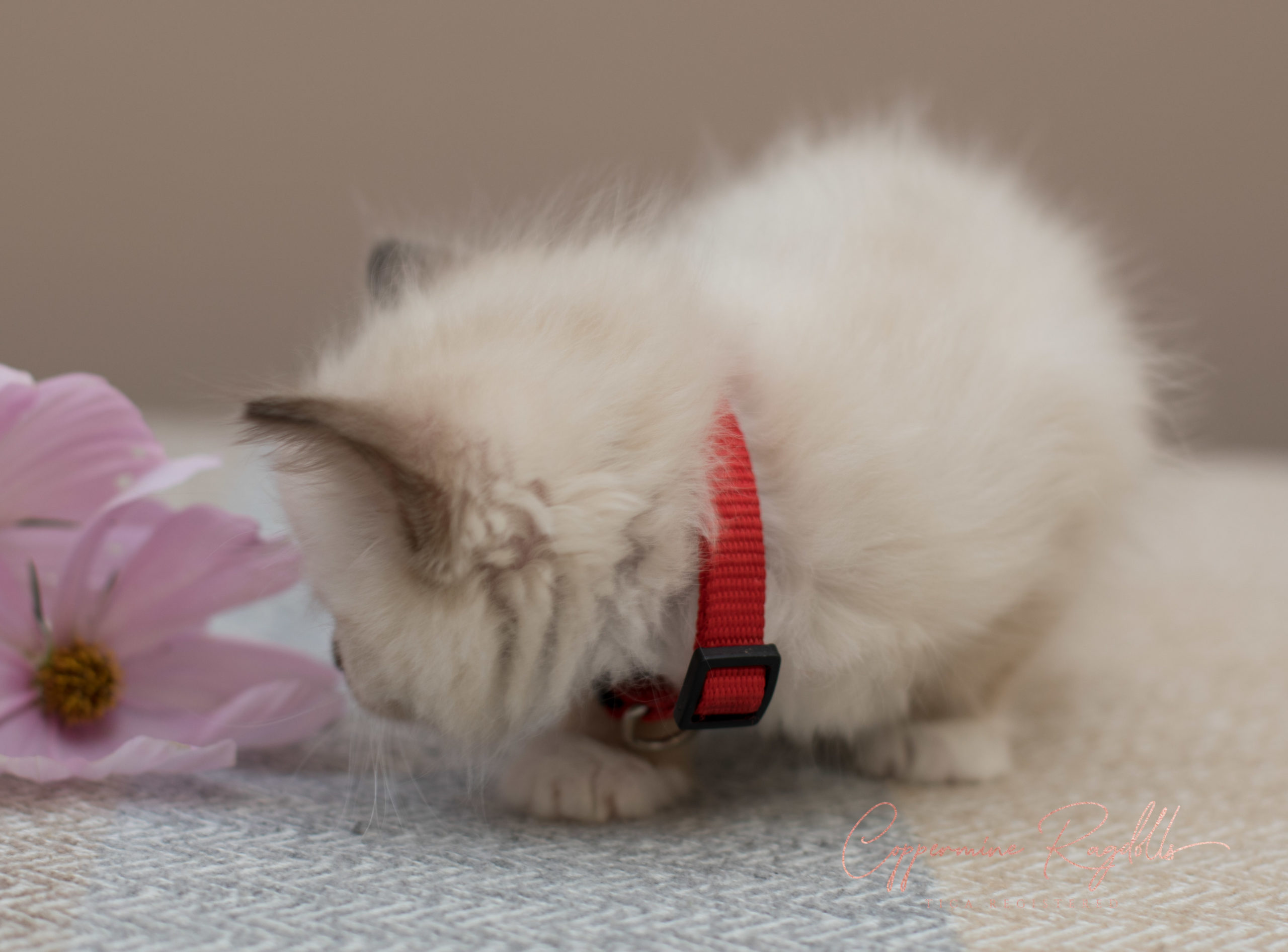 KittenNursery - Coppermine Ragdolls