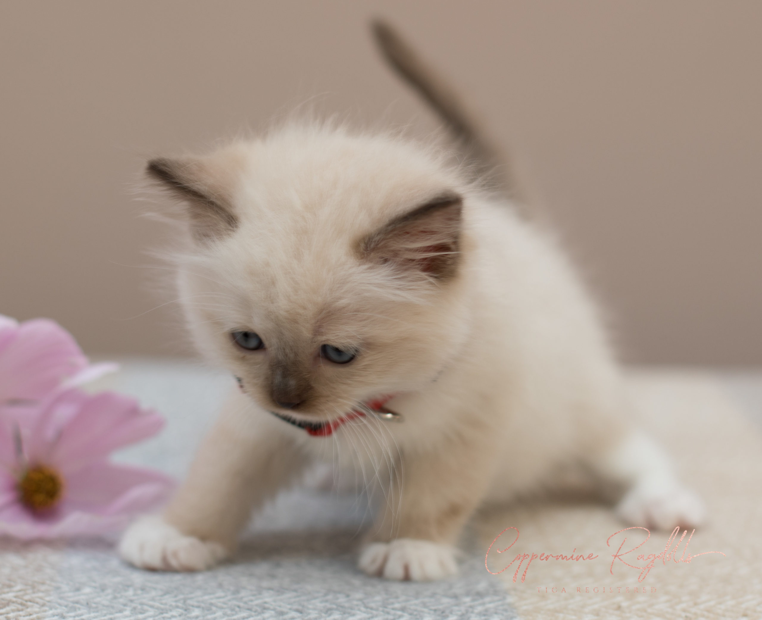 KittenNursery - Coppermine Ragdolls