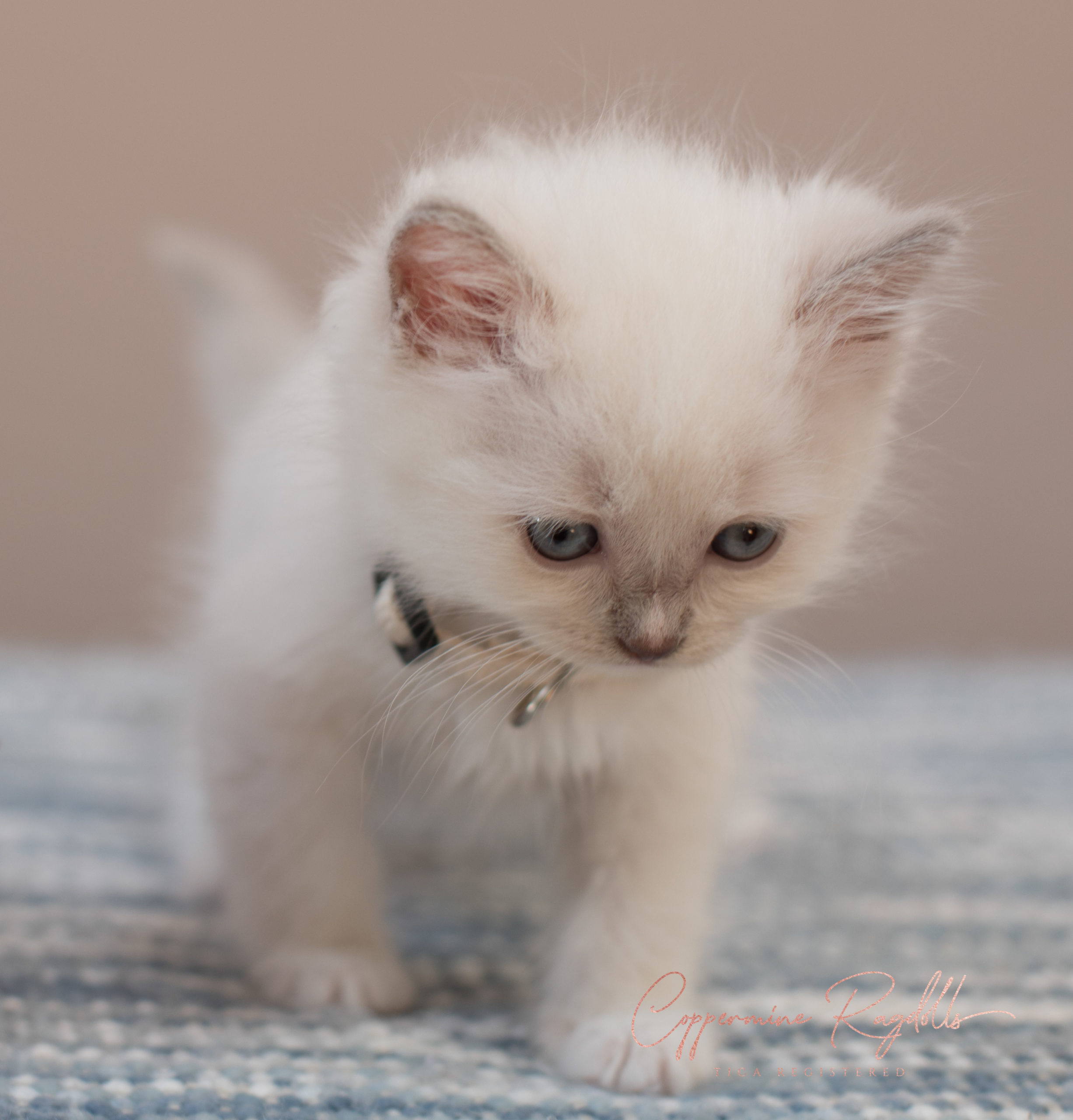 KittenNursery - Coppermine Ragdolls