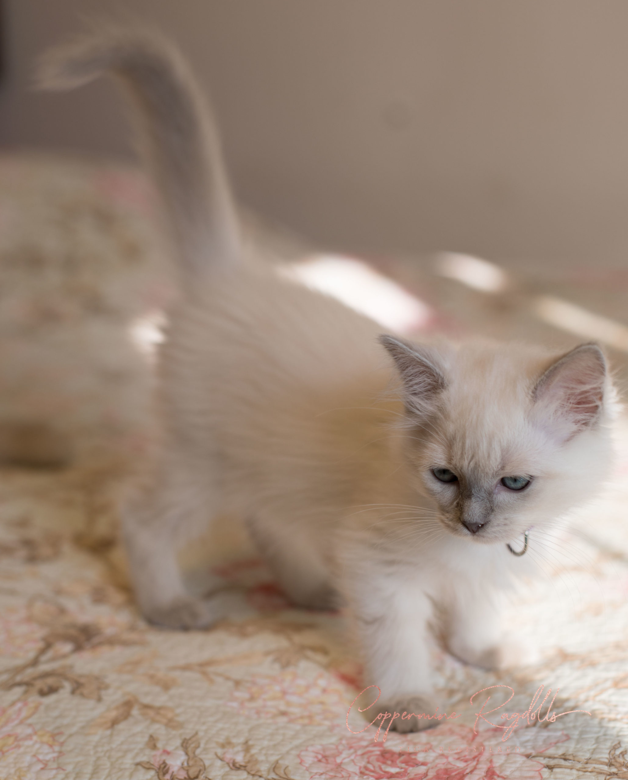 KittenNursery - Coppermine Ragdolls