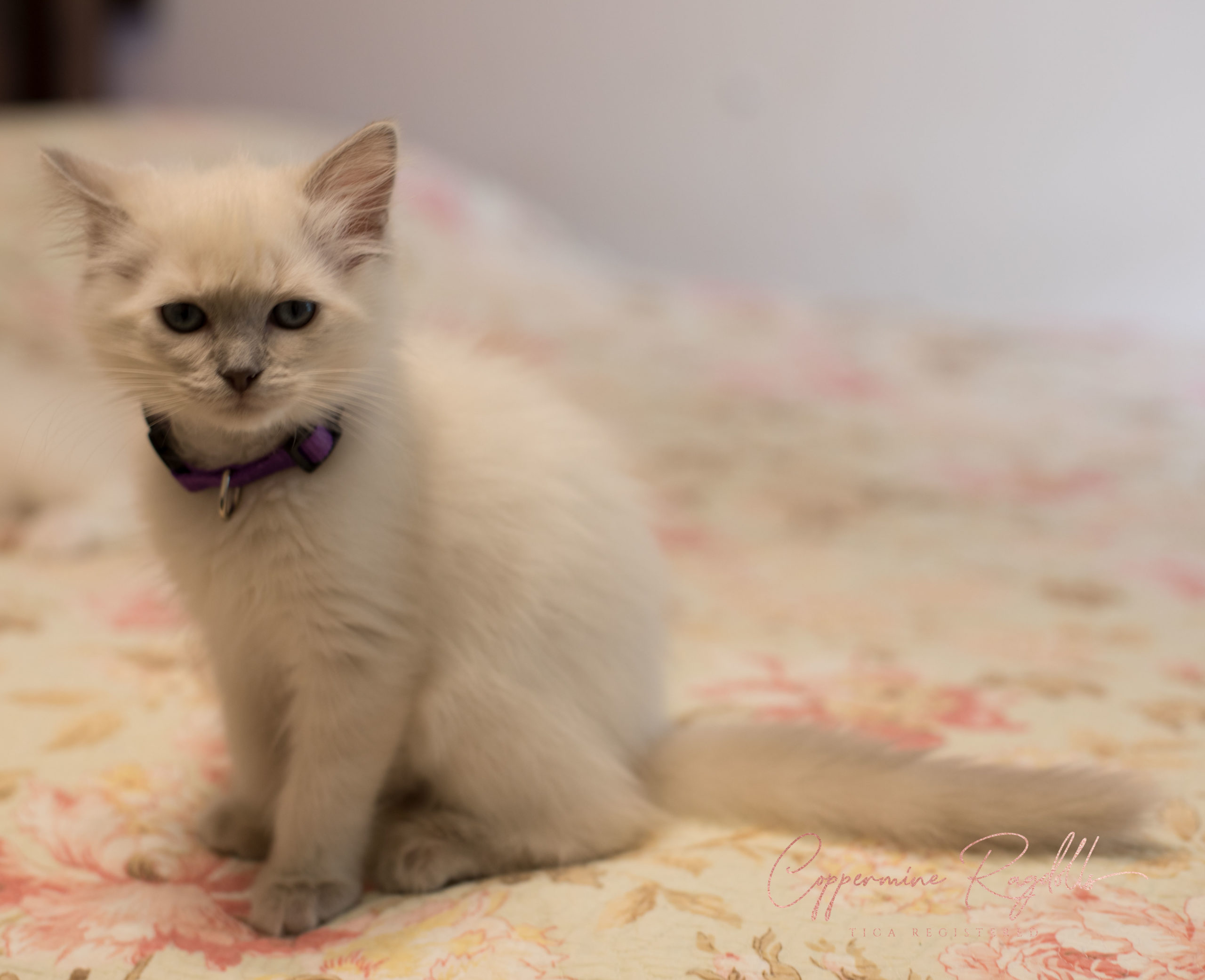 KittenNursery - Coppermine Ragdolls