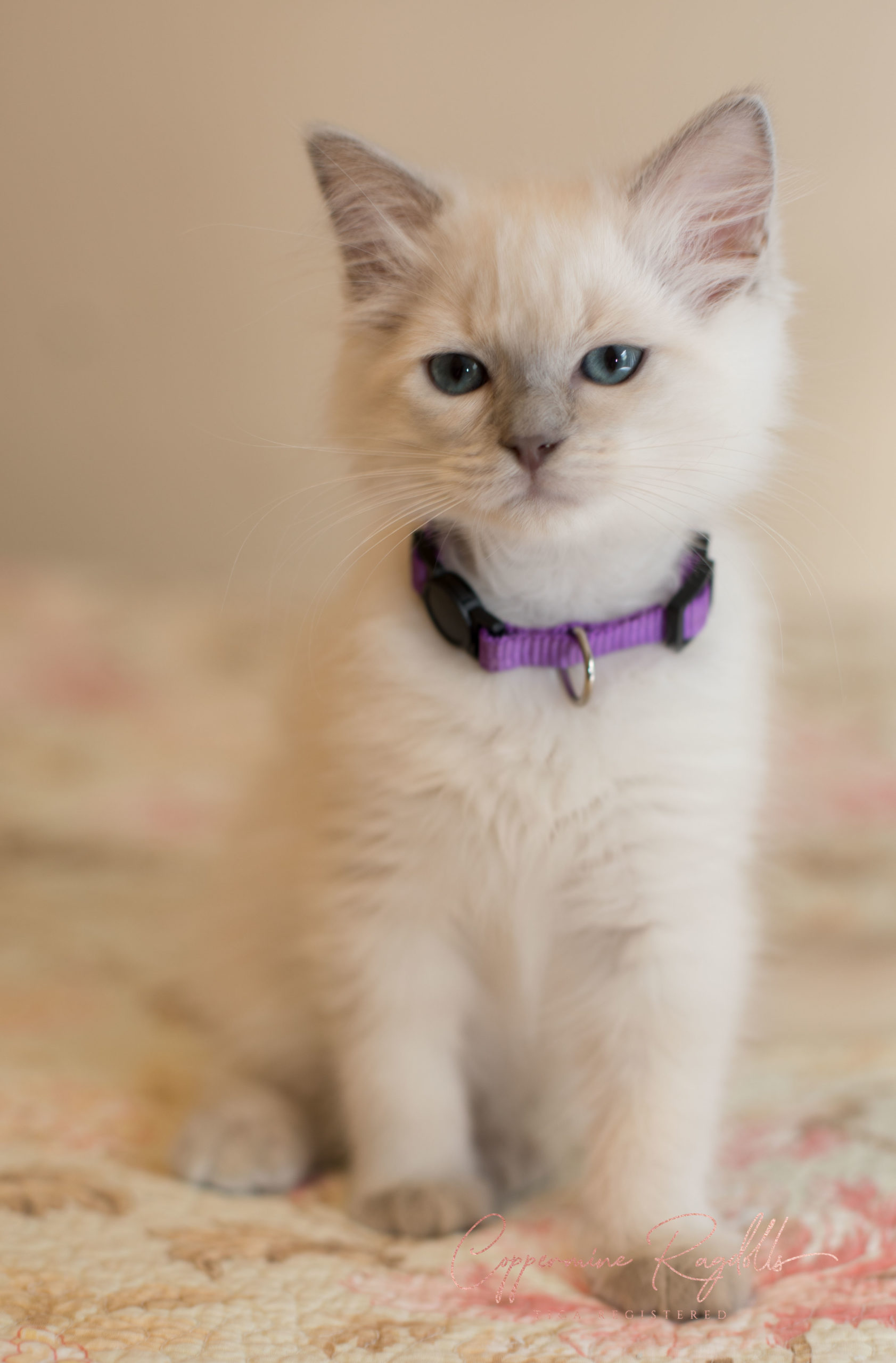 KittenNursery - Coppermine Ragdolls