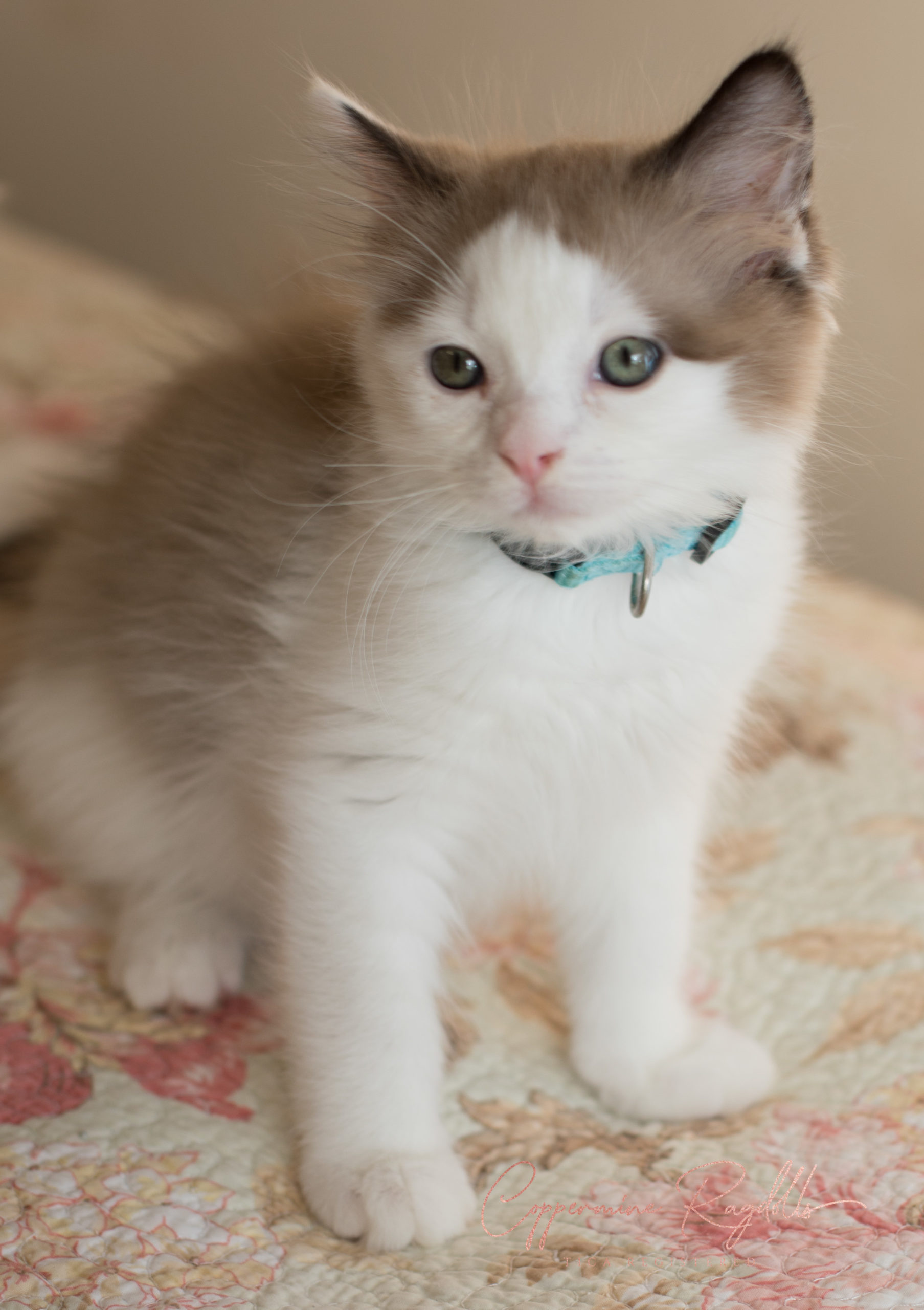 KittenNursery - Coppermine Ragdolls