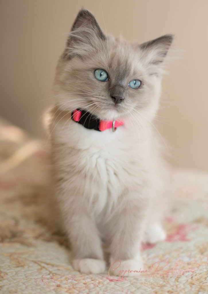 KittenNursery - Coppermine Ragdolls