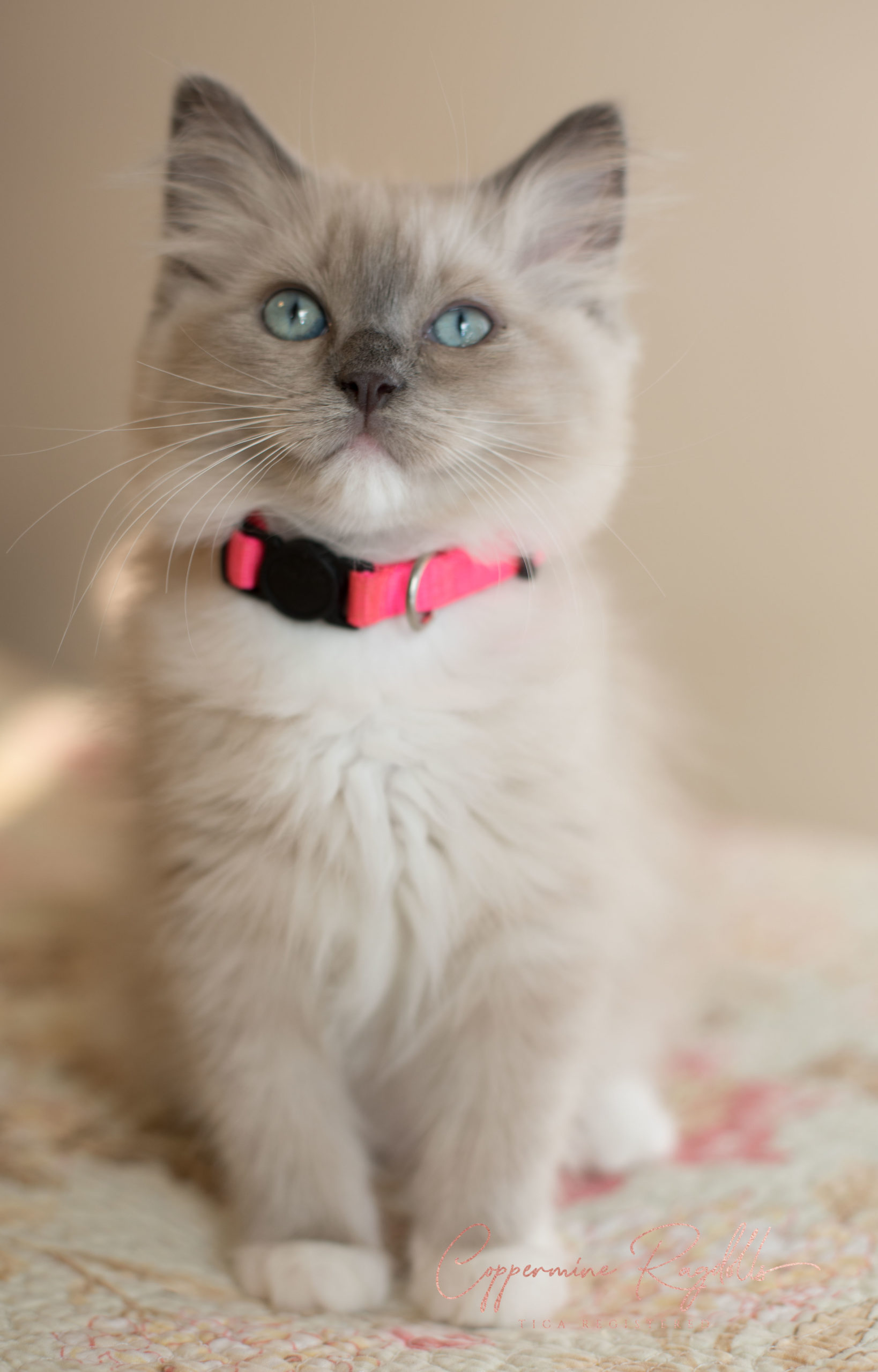 KittenNursery - Coppermine Ragdolls
