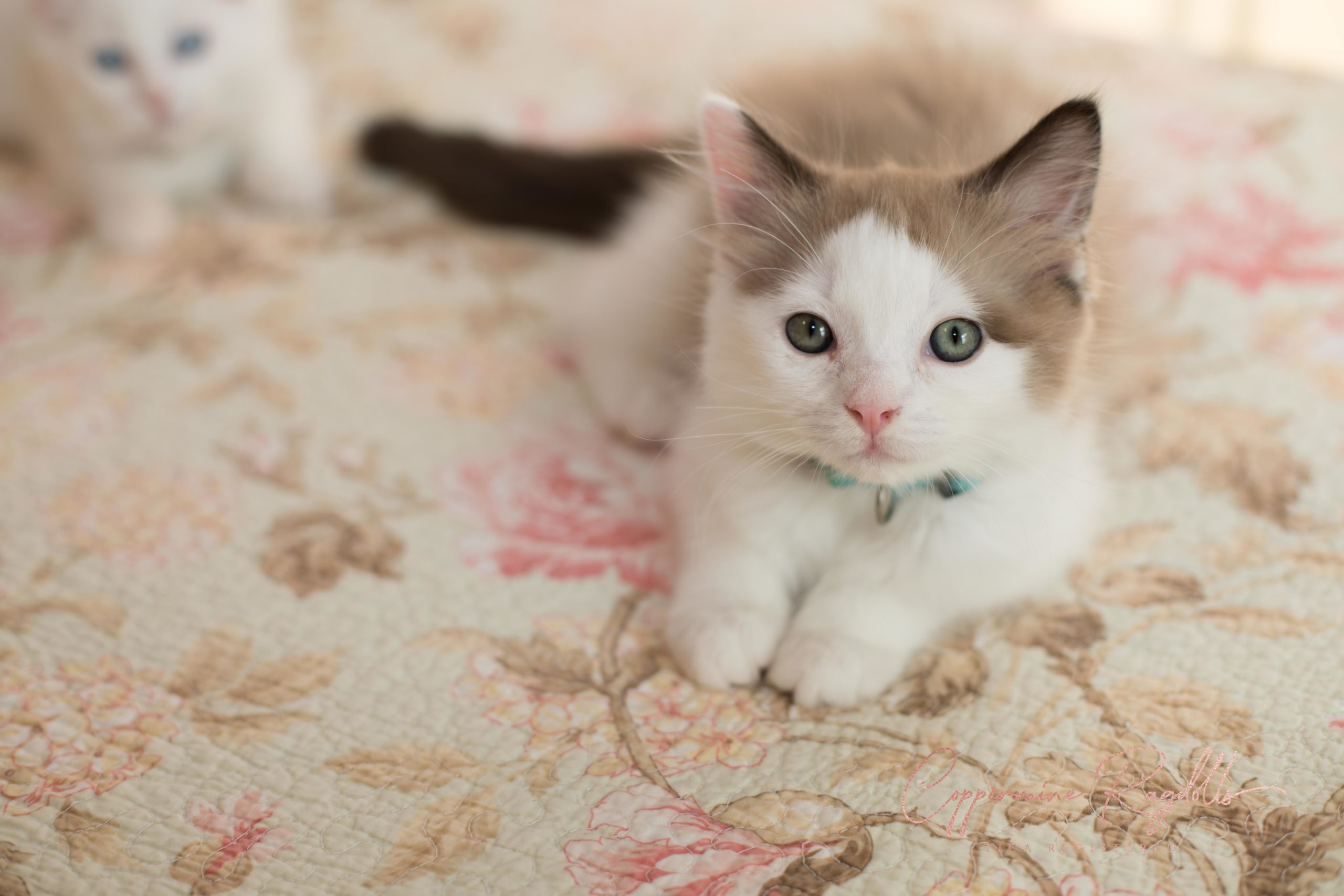 KittenNursery - Coppermine Ragdolls
