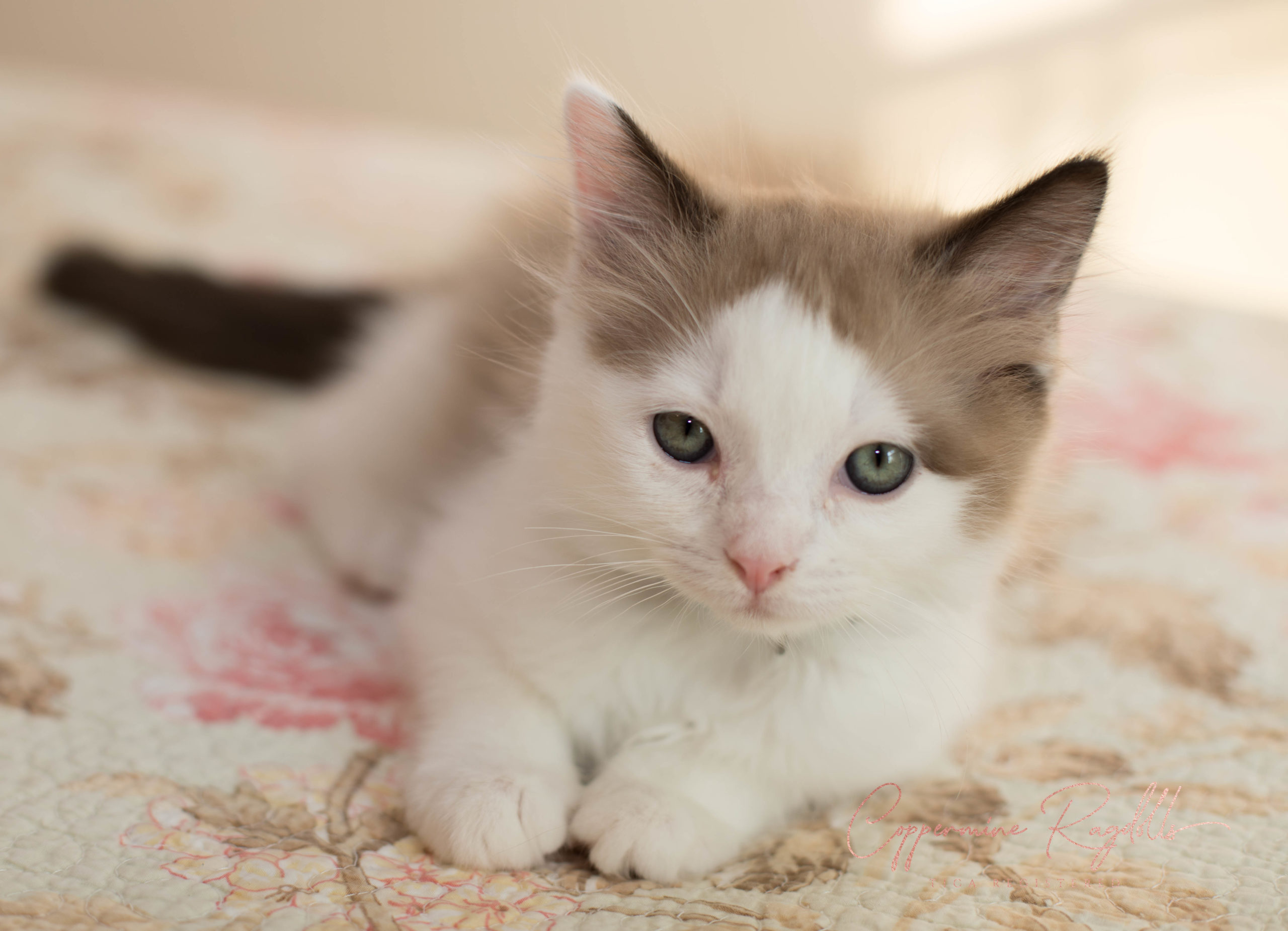 KittenNursery - Coppermine Ragdolls