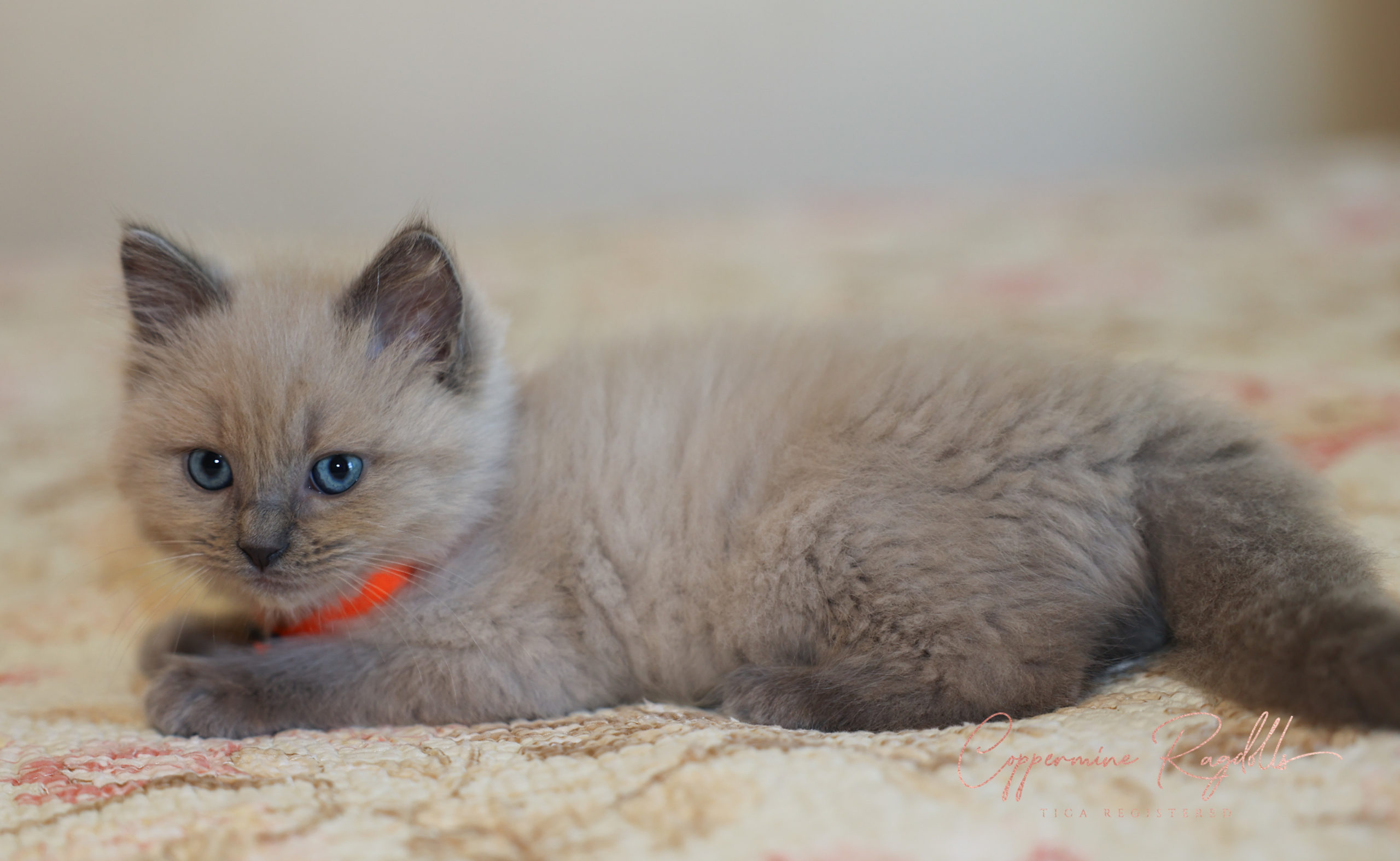 KittenNursery - Coppermine Ragdolls