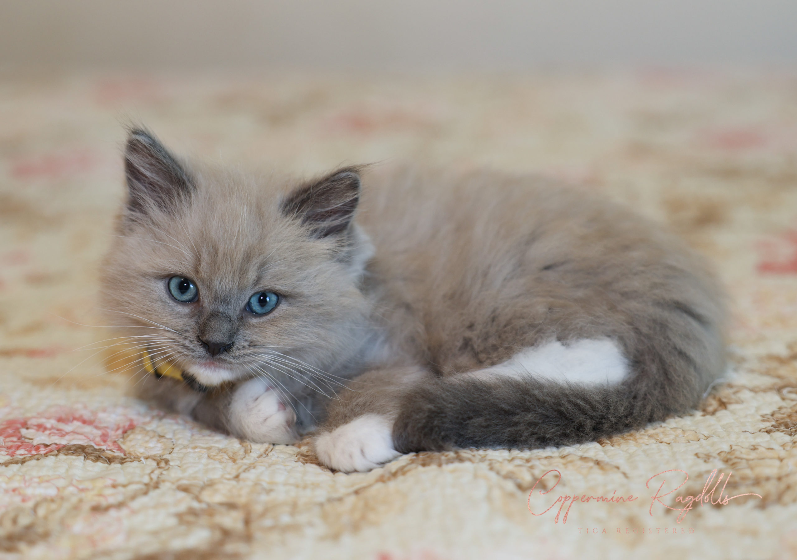 KittenNursery - Coppermine Ragdolls