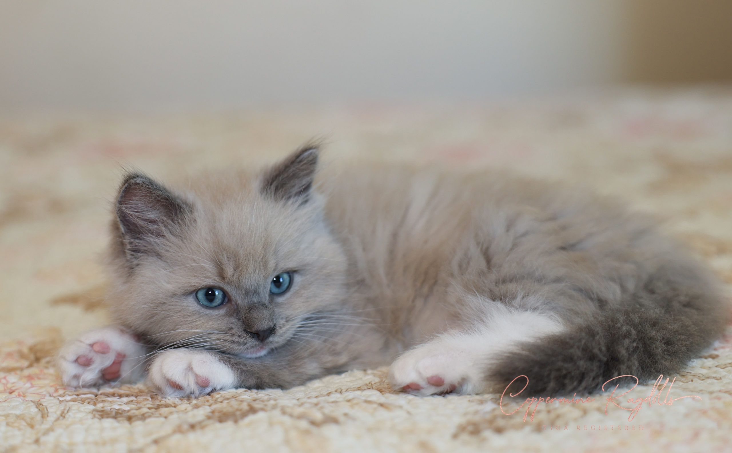 KittenNursery - Coppermine Ragdolls