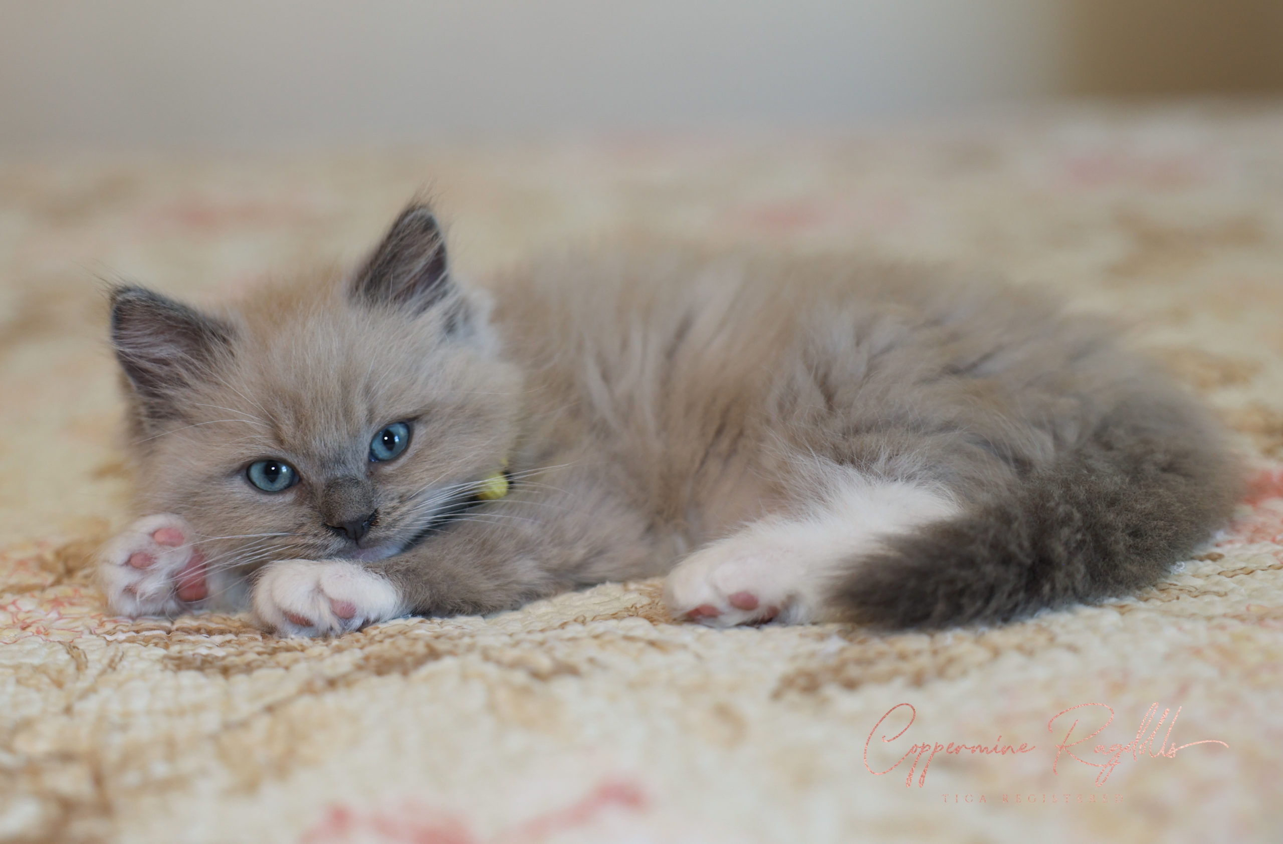 KittenNursery - Coppermine Ragdolls