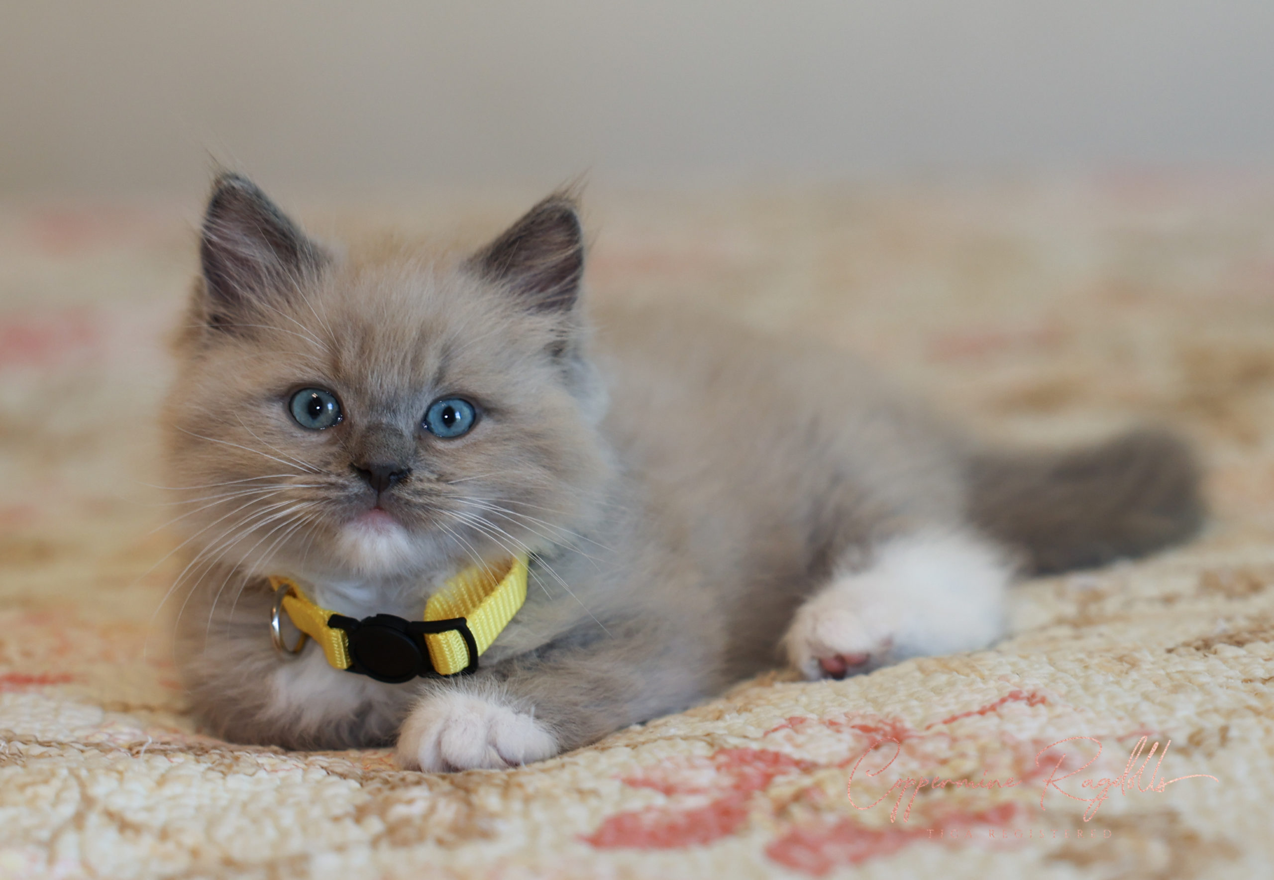 KittenNursery - Coppermine Ragdolls
