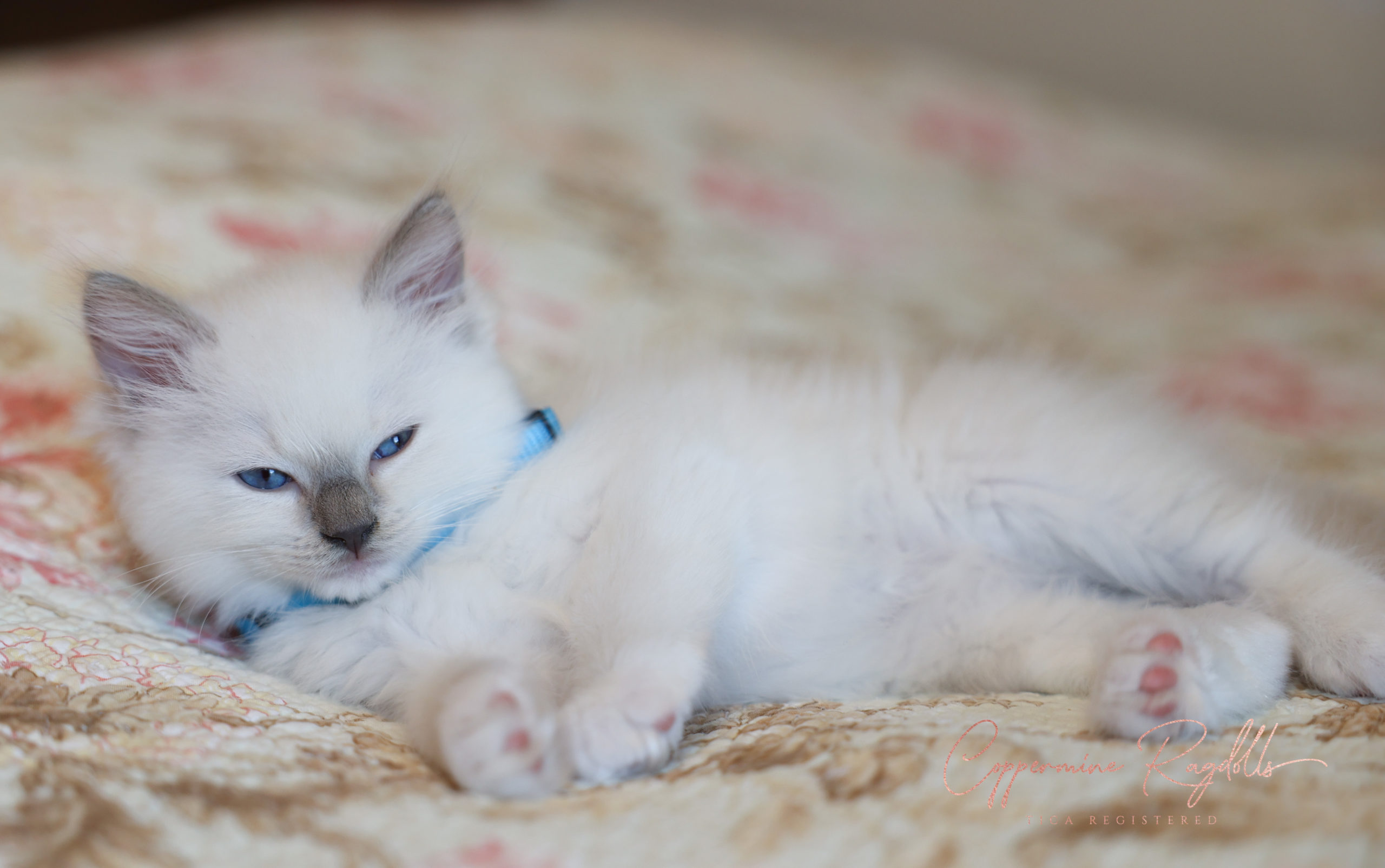 KittenNursery - Coppermine Ragdolls