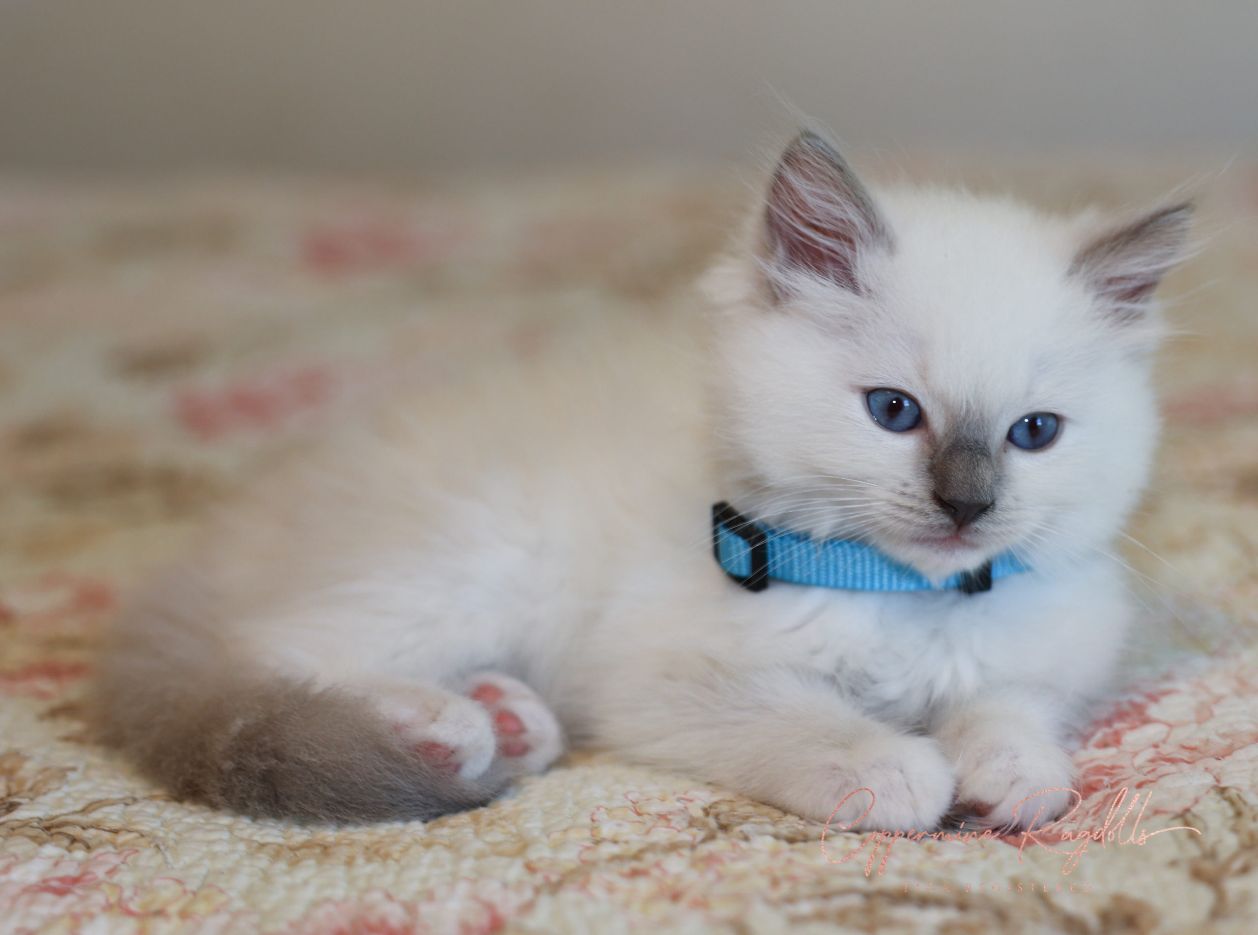 KittenNursery - Coppermine Ragdolls