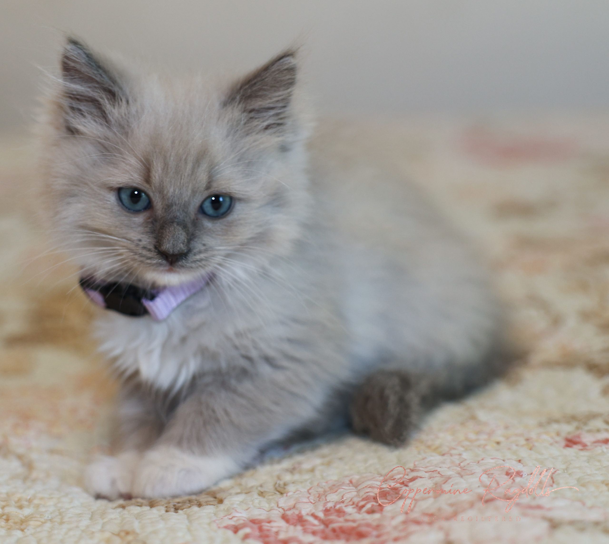 KittenNursery - Coppermine Ragdolls