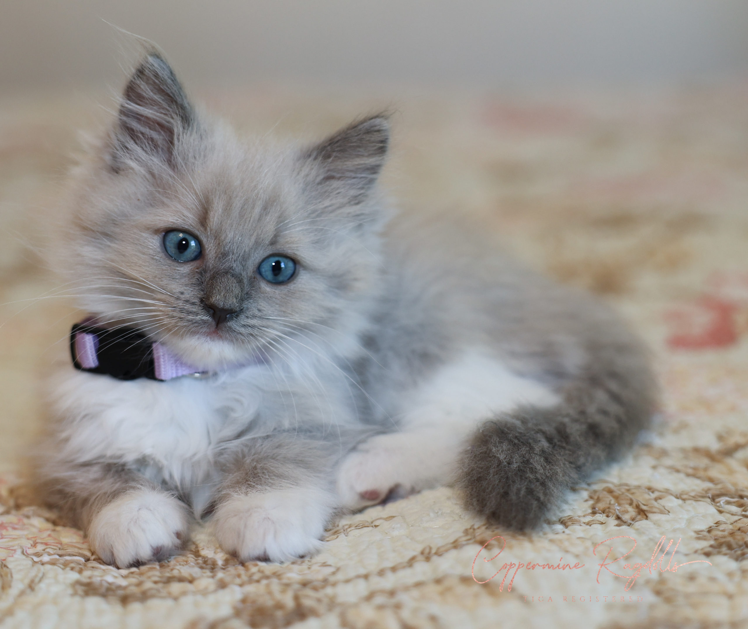 KittenNursery - Coppermine Ragdolls