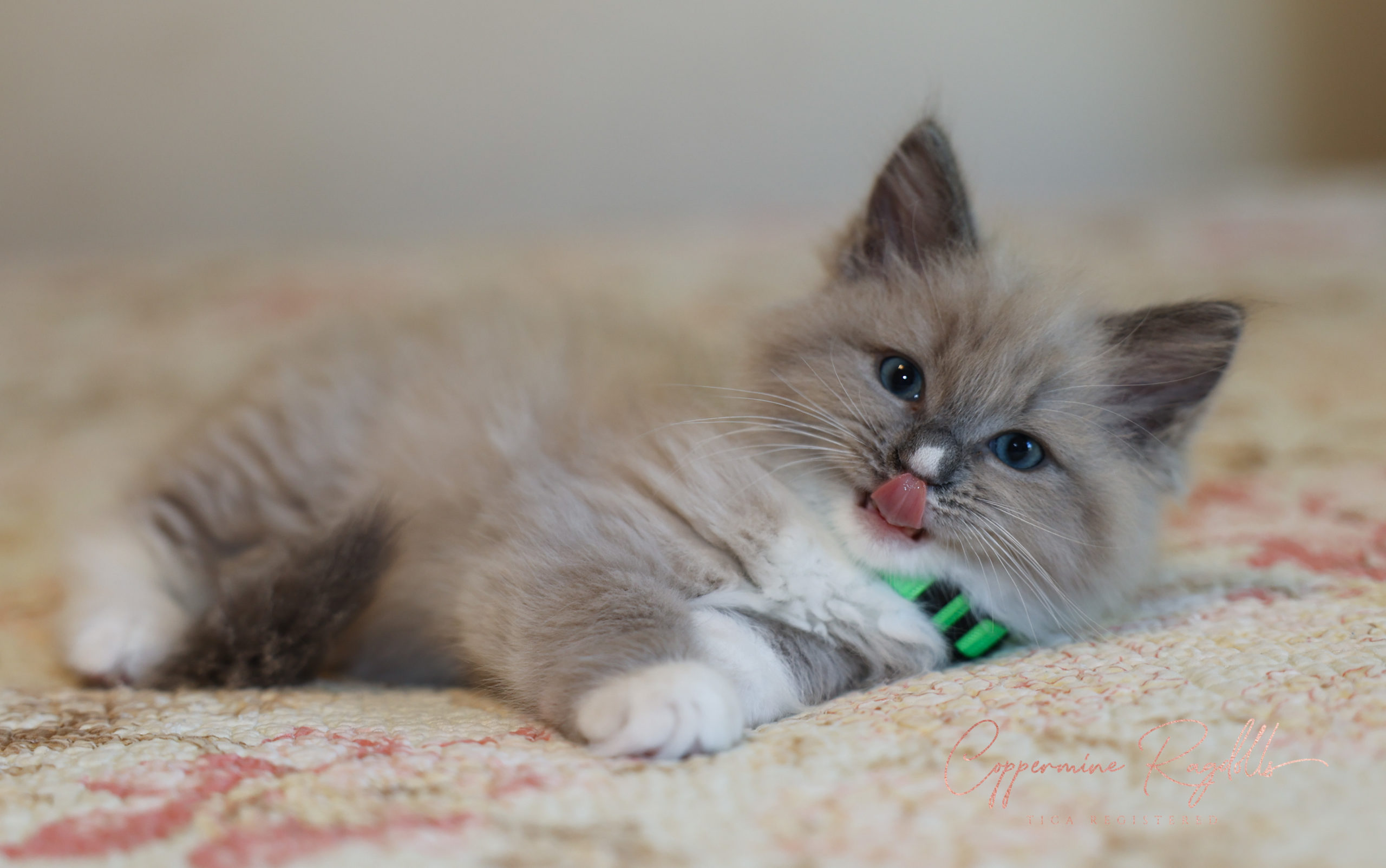 KittenNursery - Coppermine Ragdolls