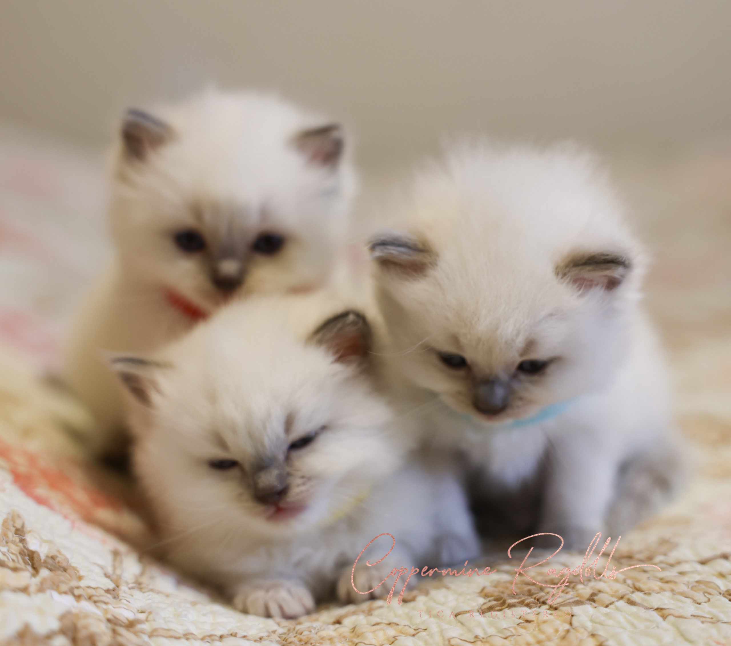 KittenNursery - Coppermine Ragdolls
