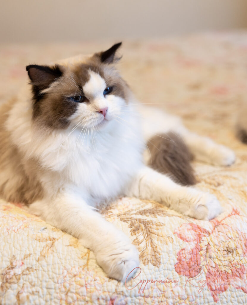 KittenNursery - Coppermine Ragdolls