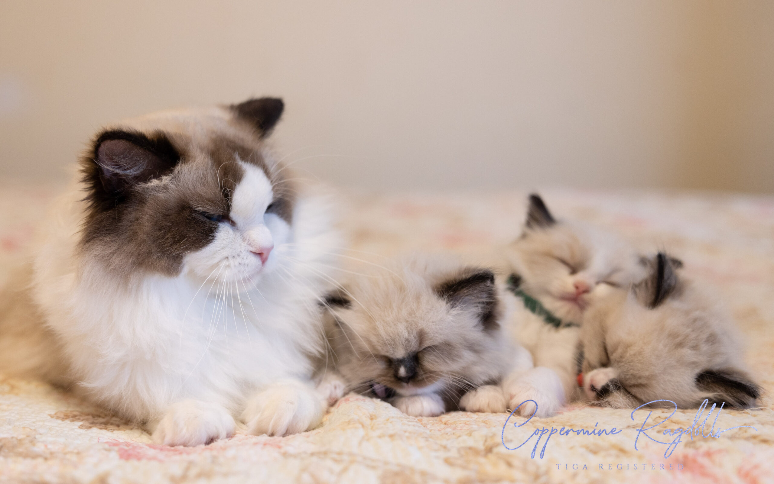 KittenNursery - Coppermine Ragdolls
