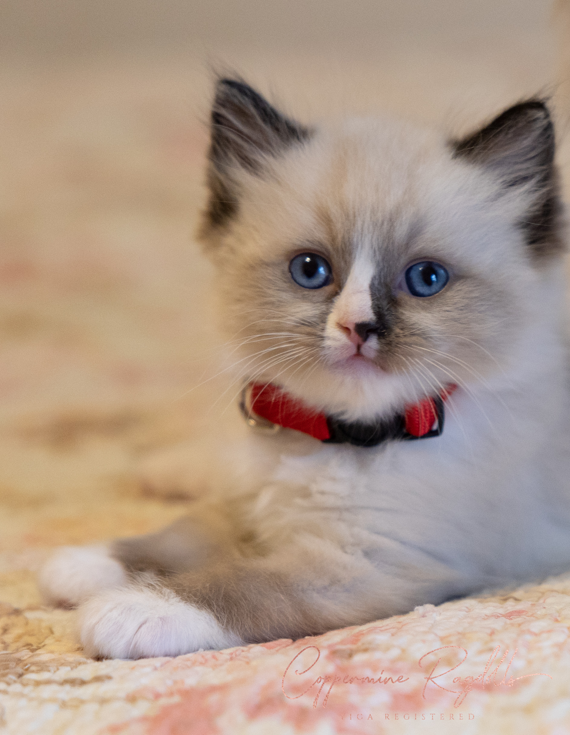 KittenNursery - Coppermine Ragdolls