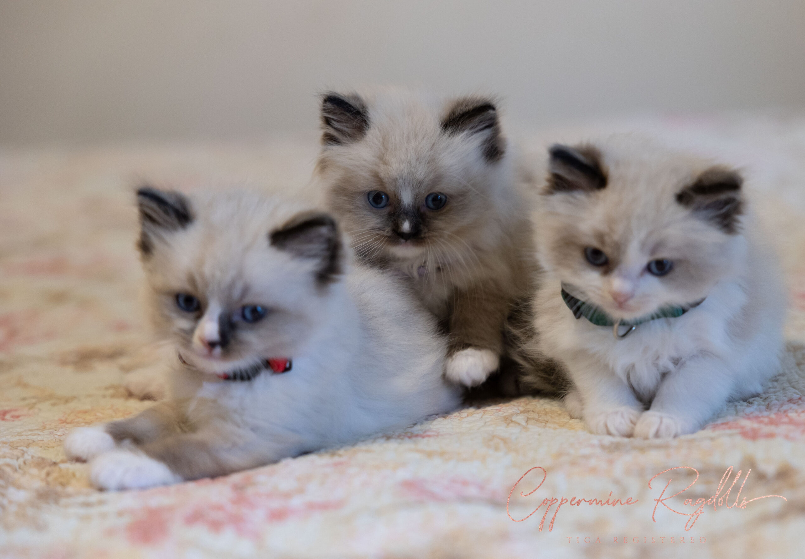 KittenNursery - Coppermine Ragdolls