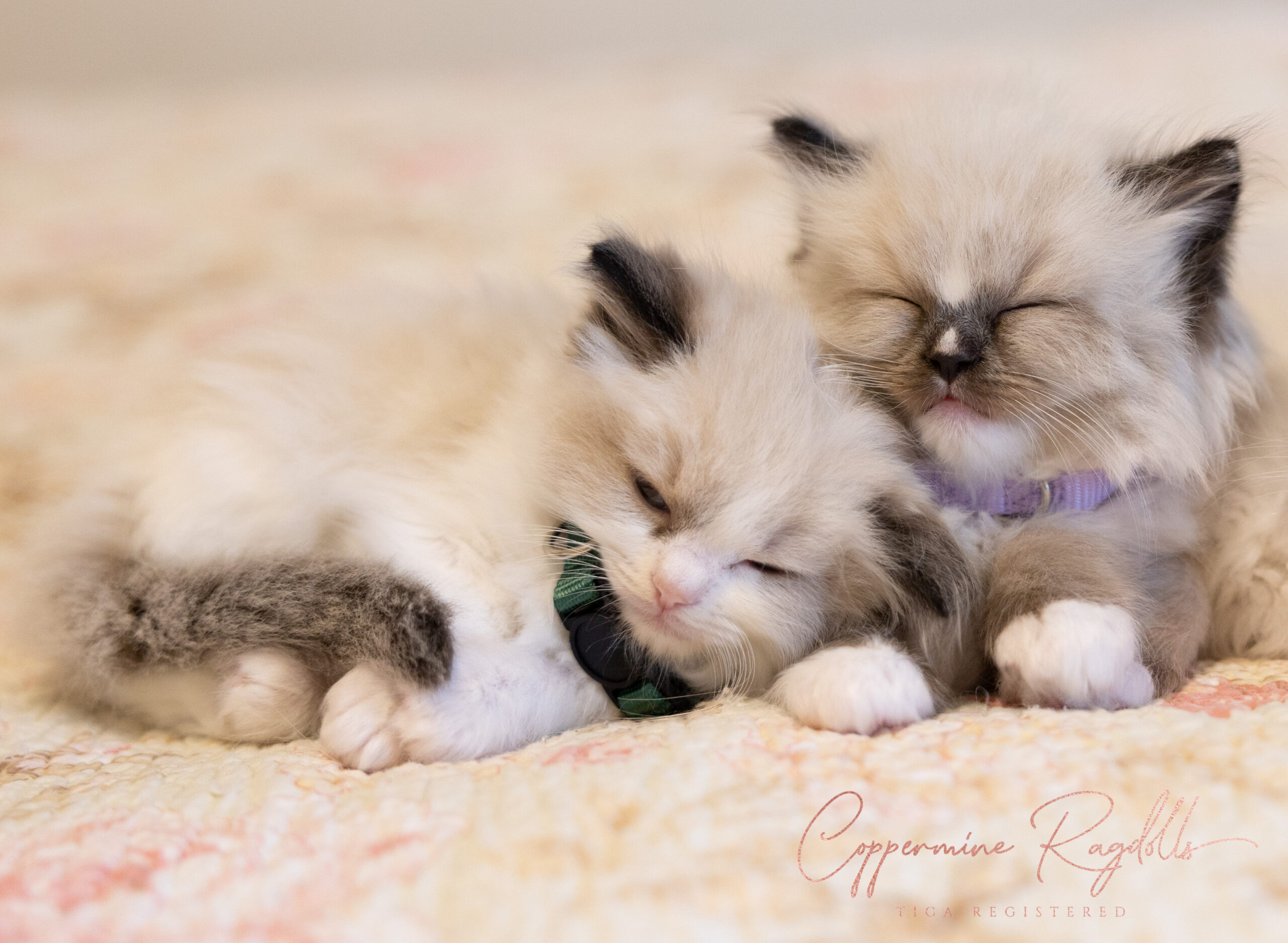 KittenNursery - Coppermine Ragdolls