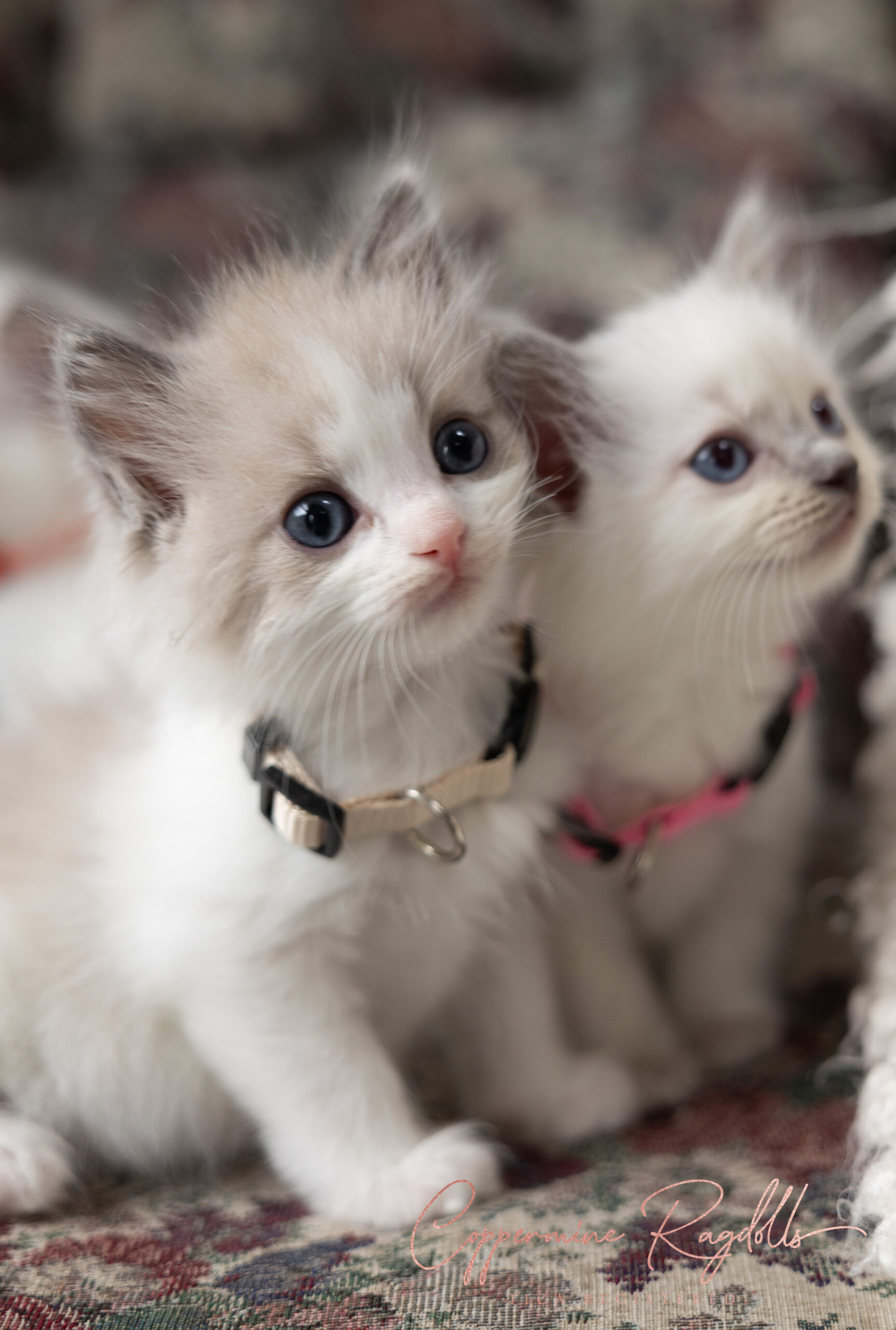 KittenNursery - Coppermine Ragdolls