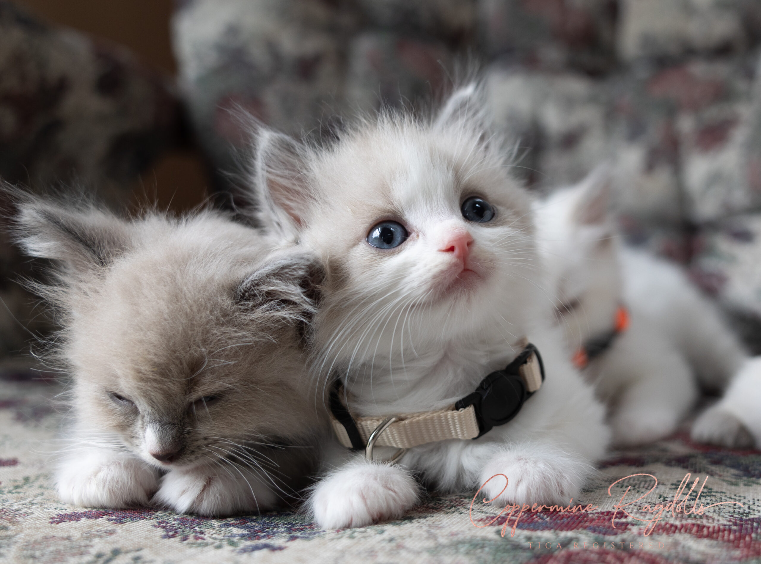 KittenNursery - Coppermine Ragdolls