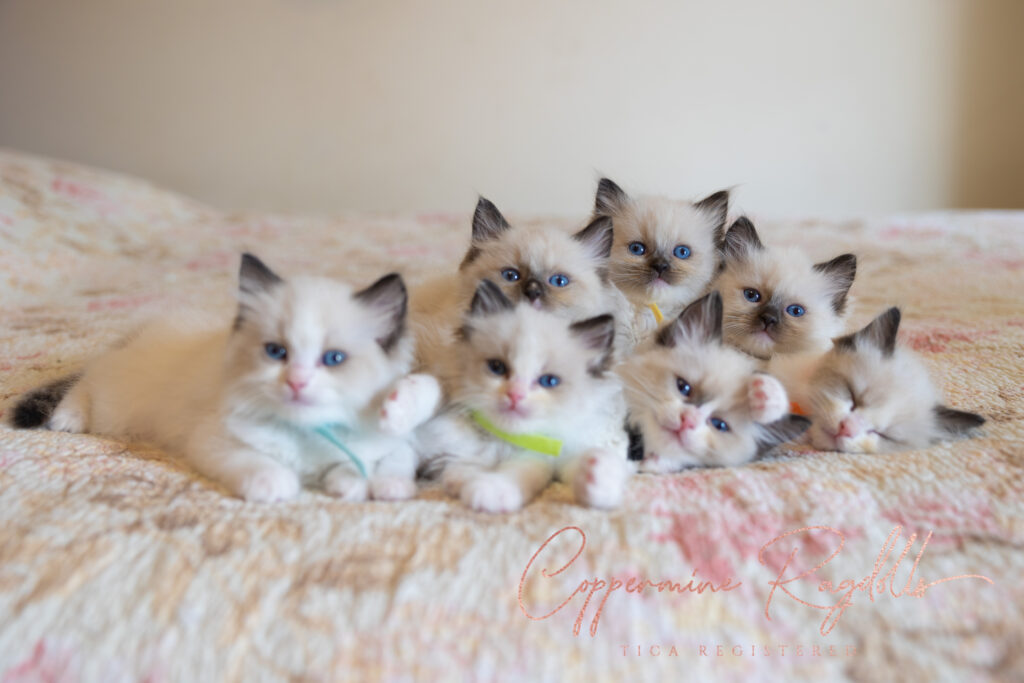 KittenNursery - Coppermine Ragdolls