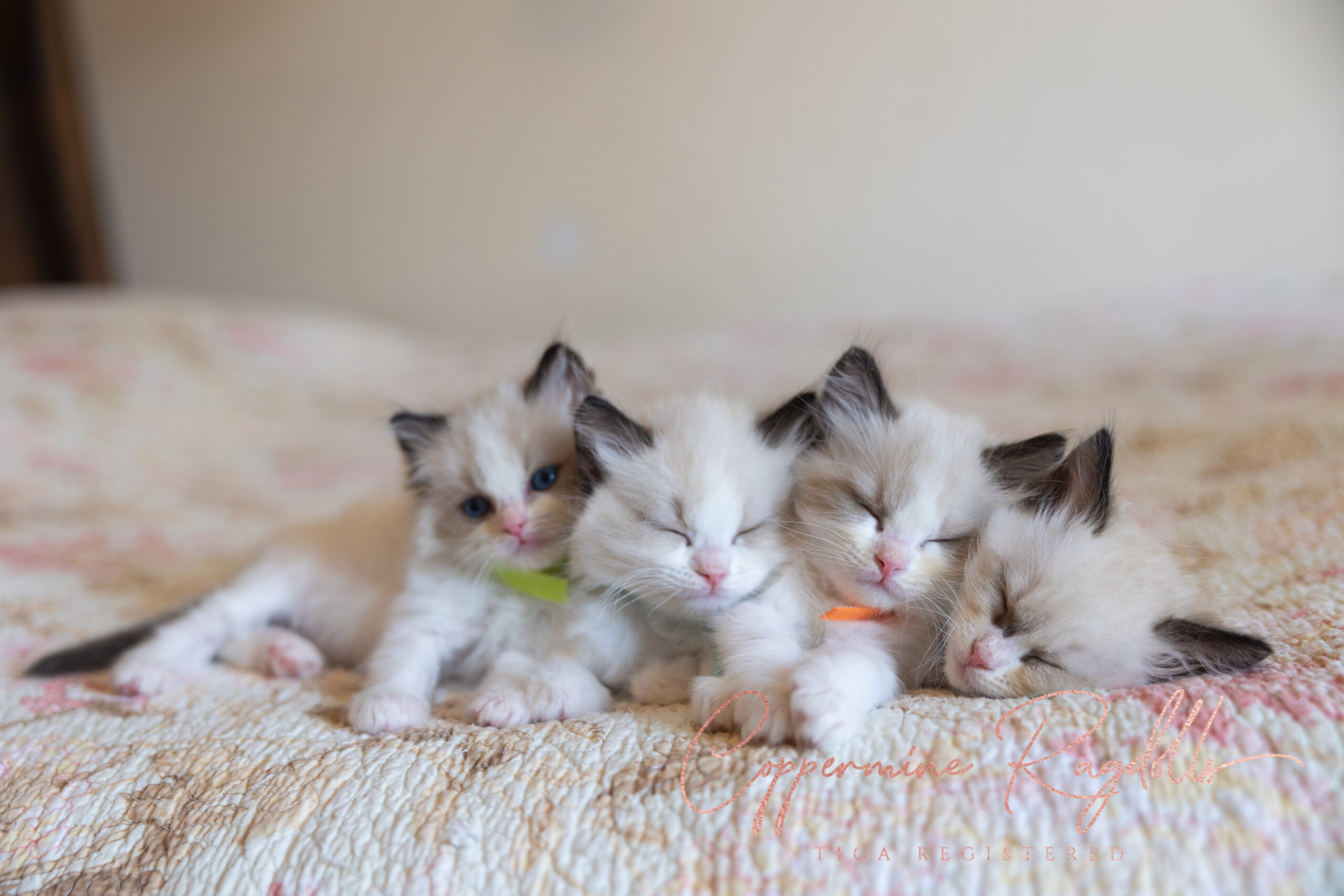 KittenNursery - Coppermine Ragdolls