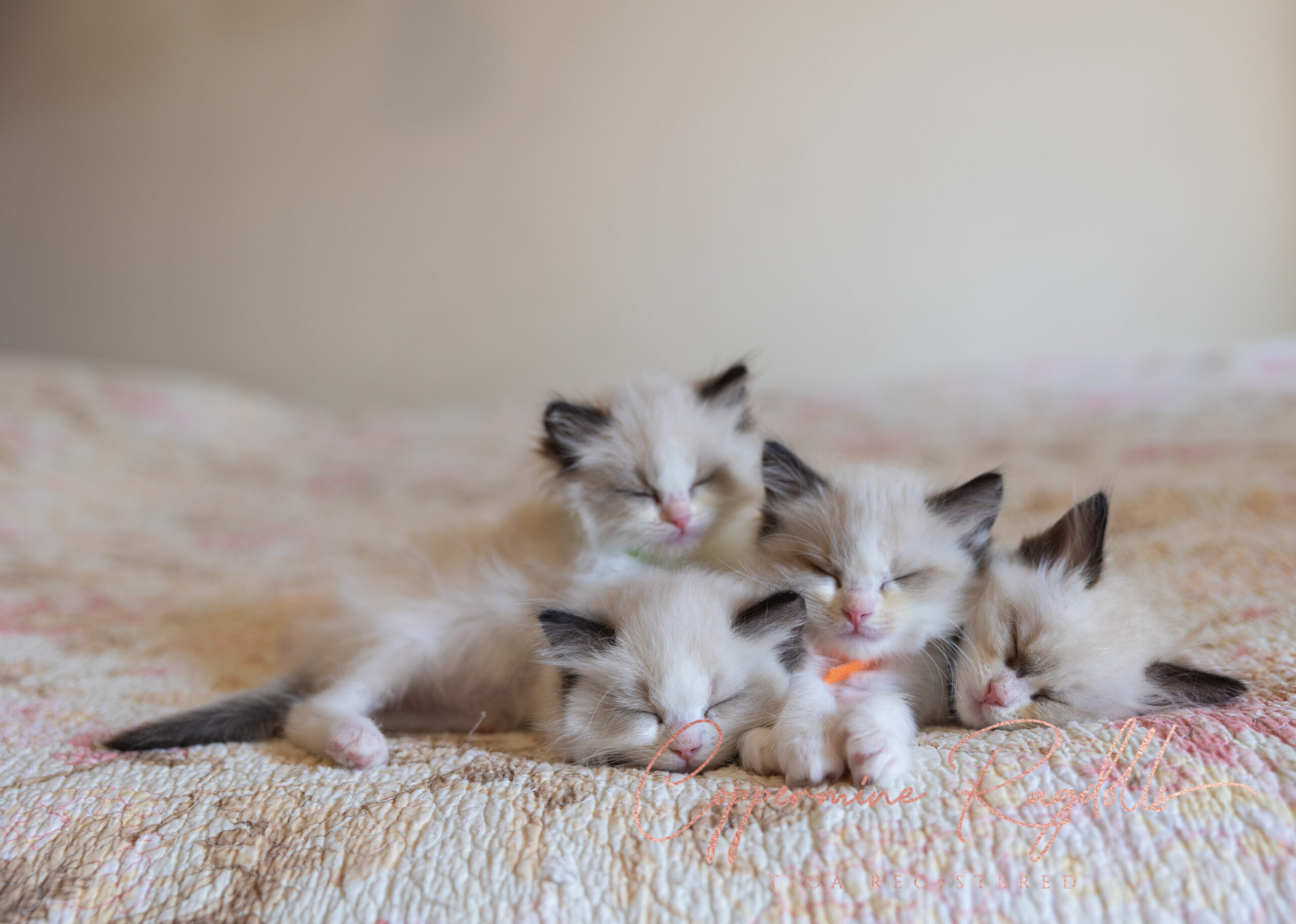 KittenNursery - Coppermine Ragdolls