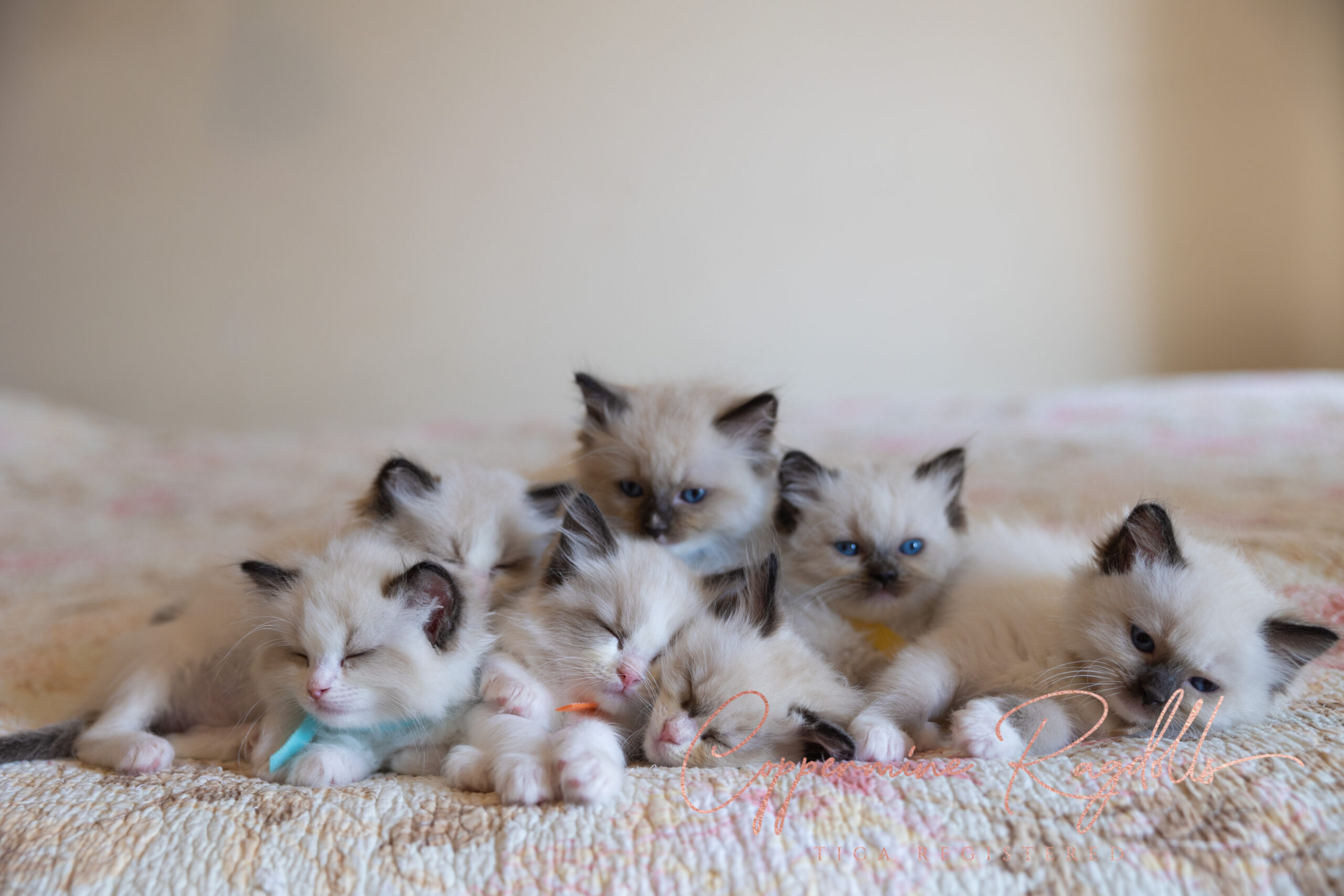 KittenNursery - Coppermine Ragdolls