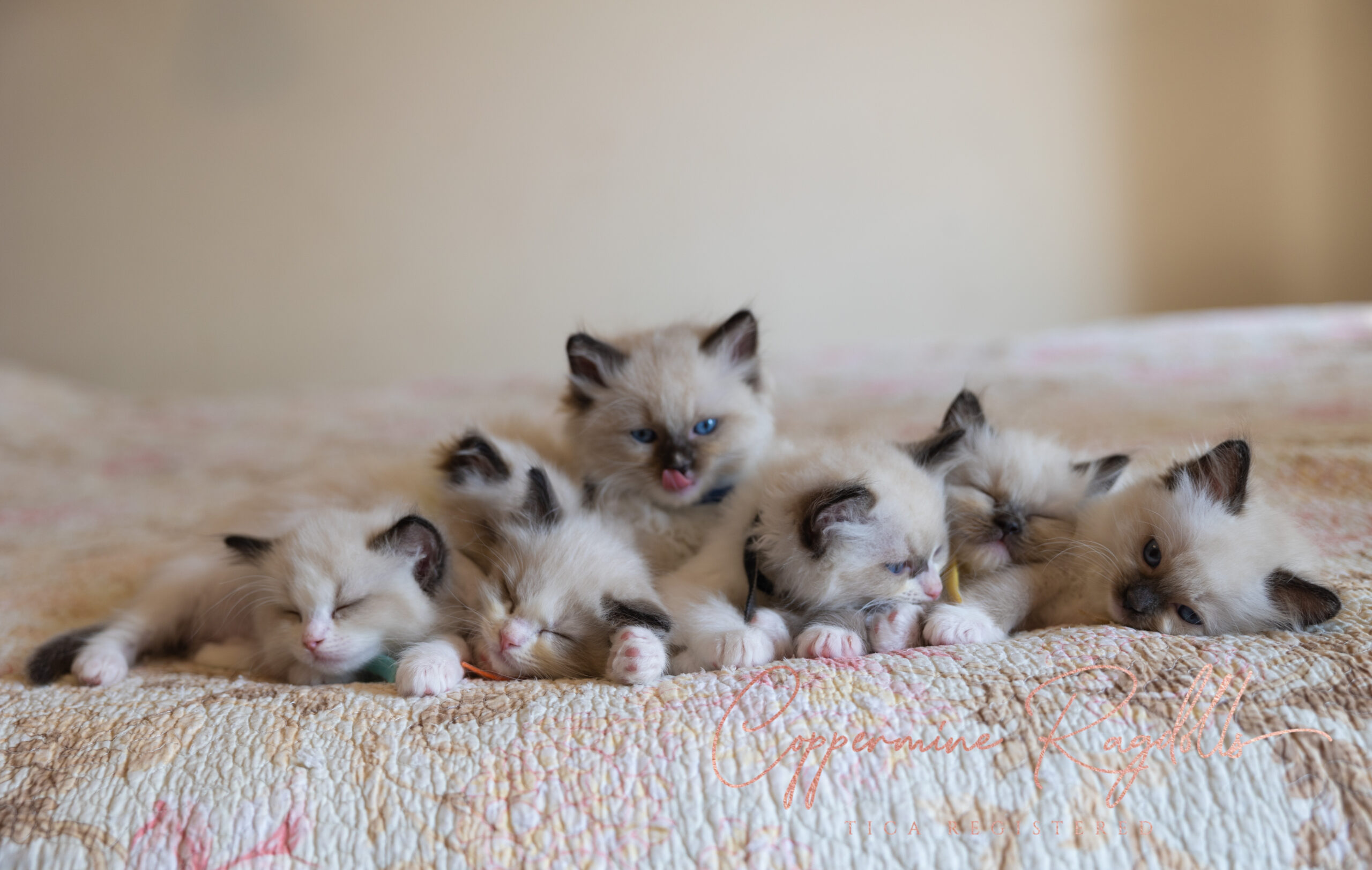 KittenNursery - Coppermine Ragdolls