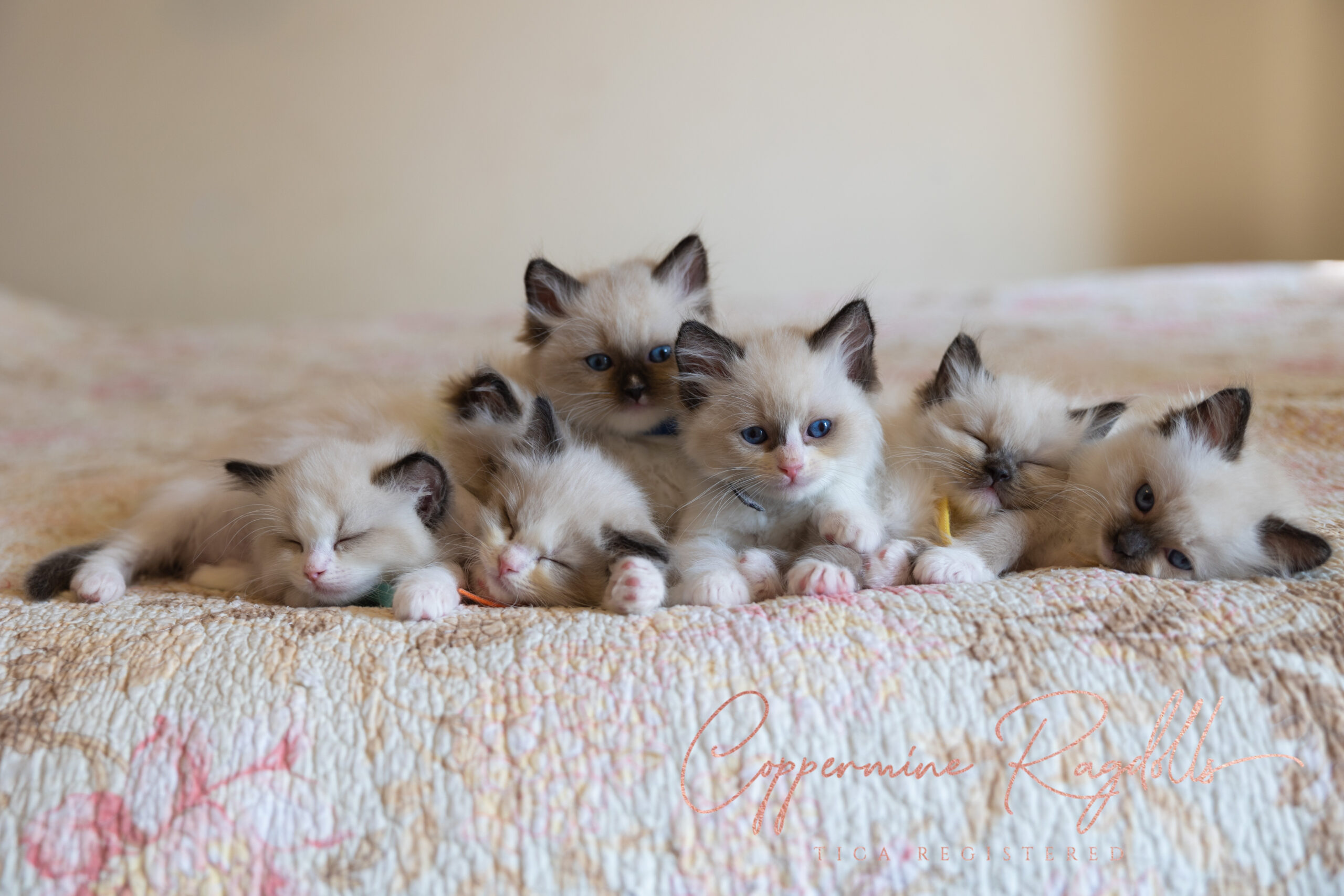 KittenNursery - Coppermine Ragdolls