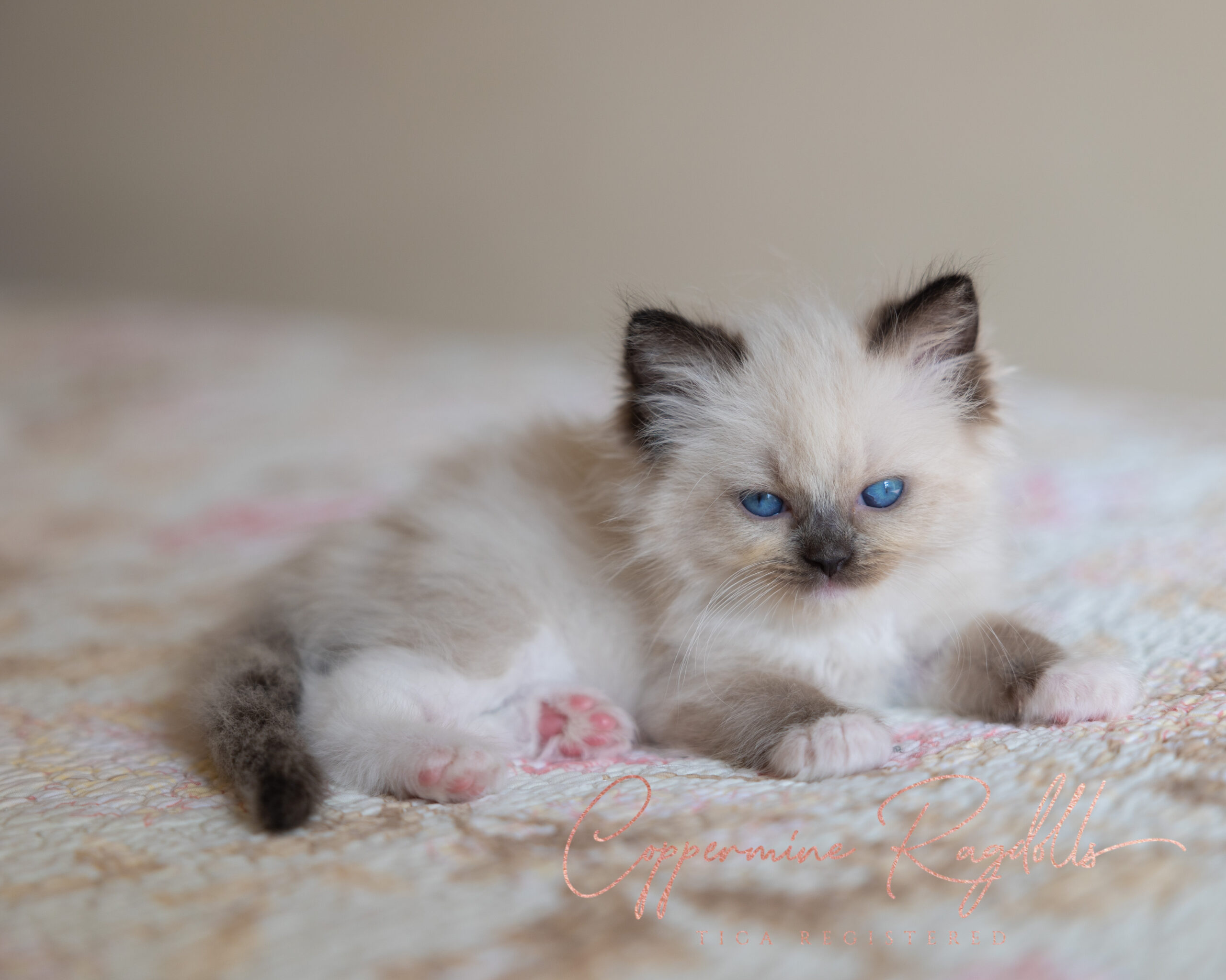 KittenNursery - Coppermine Ragdolls