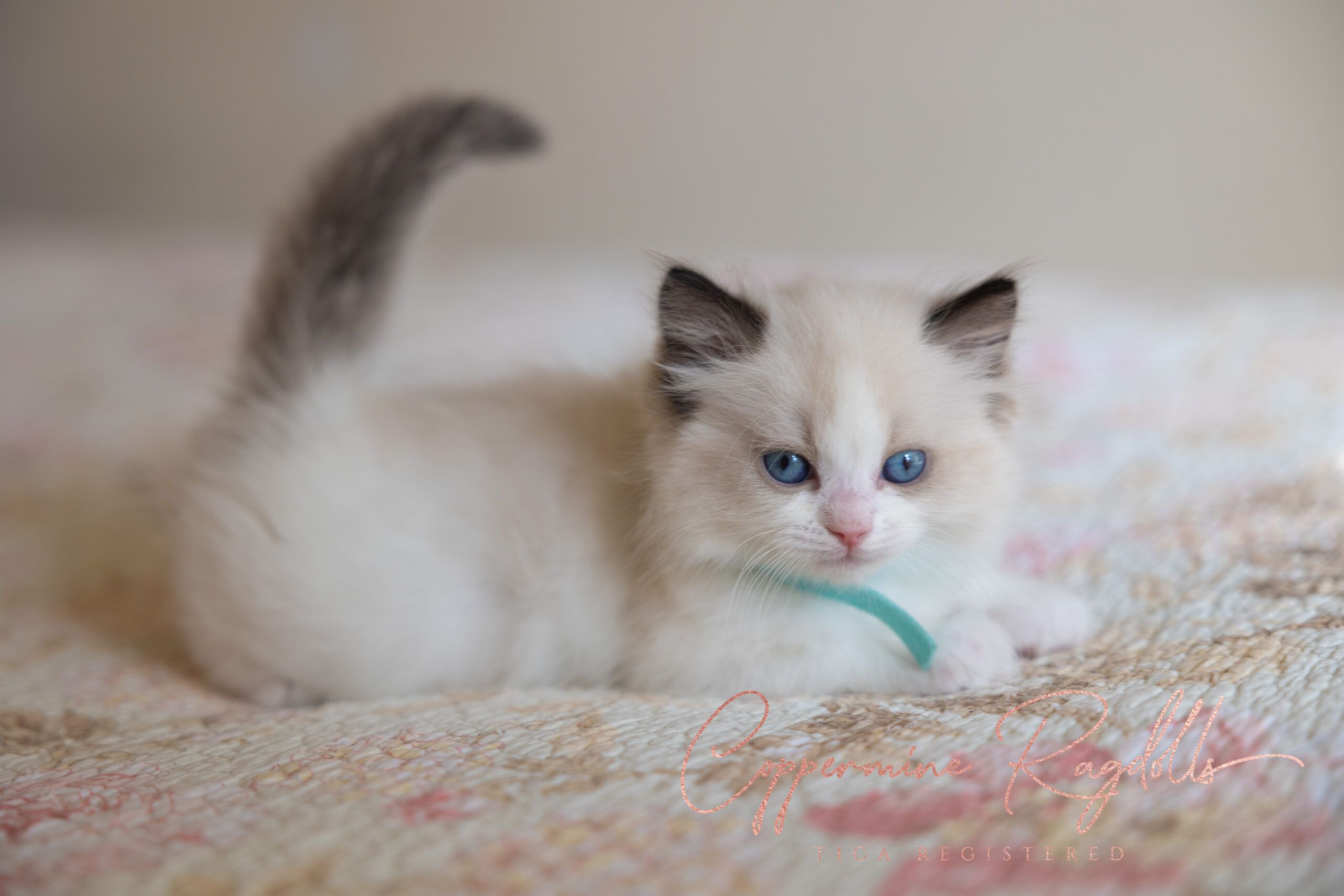 KittenNursery - Coppermine Ragdolls