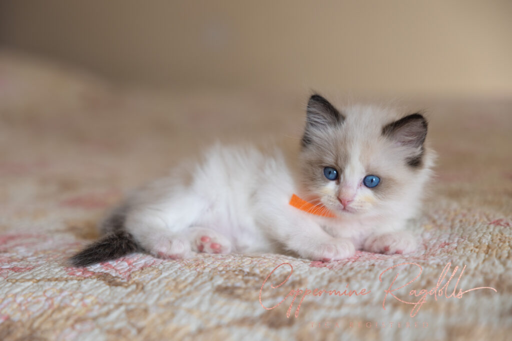 KittenNursery - Coppermine Ragdolls