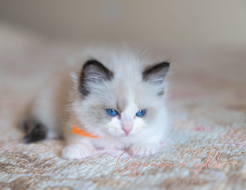 KittenNursery - Coppermine Ragdolls