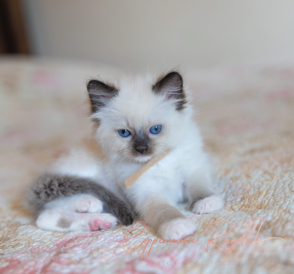 KittenNursery - Coppermine Ragdolls