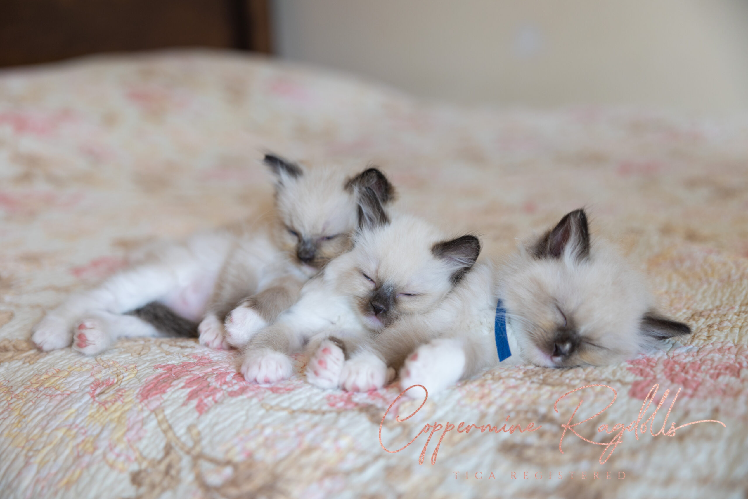 KittenNursery - Coppermine Ragdolls