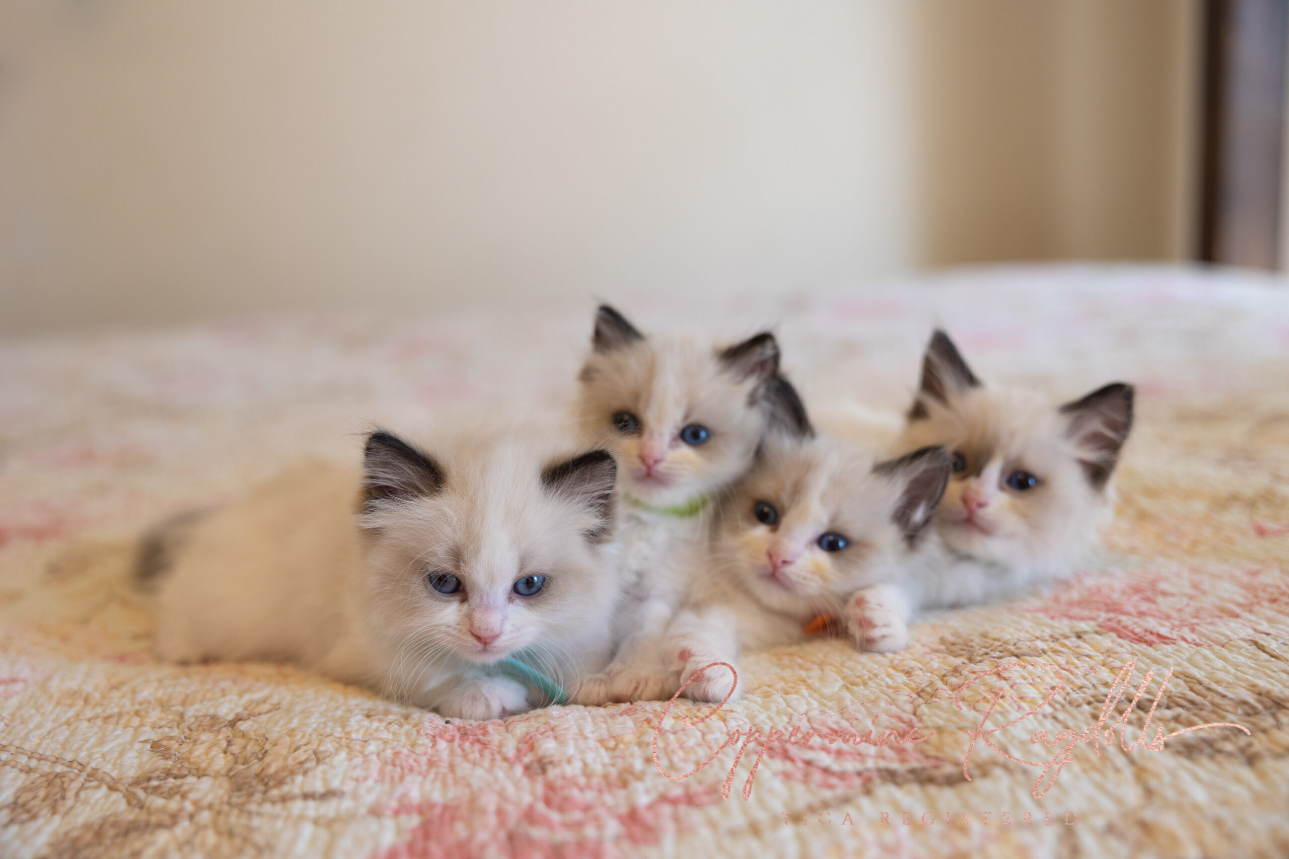 KittenNursery - Coppermine Ragdolls