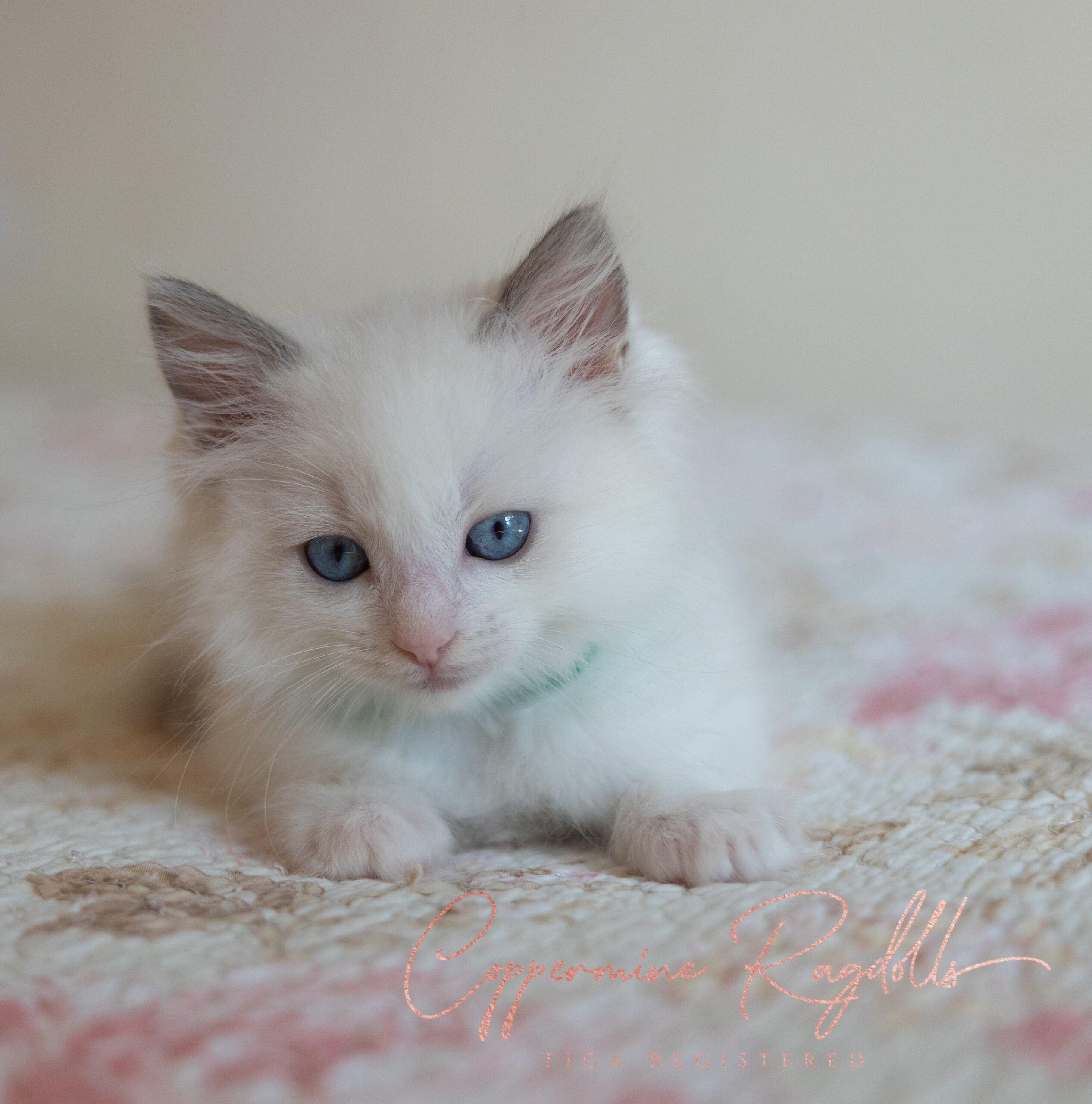 KittenNursery - Coppermine Ragdolls