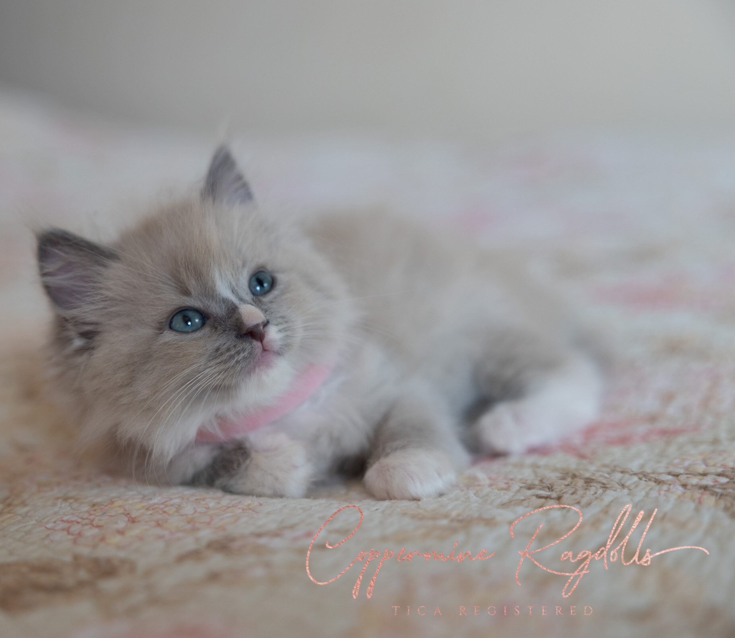 KittenNursery - Coppermine Ragdolls
