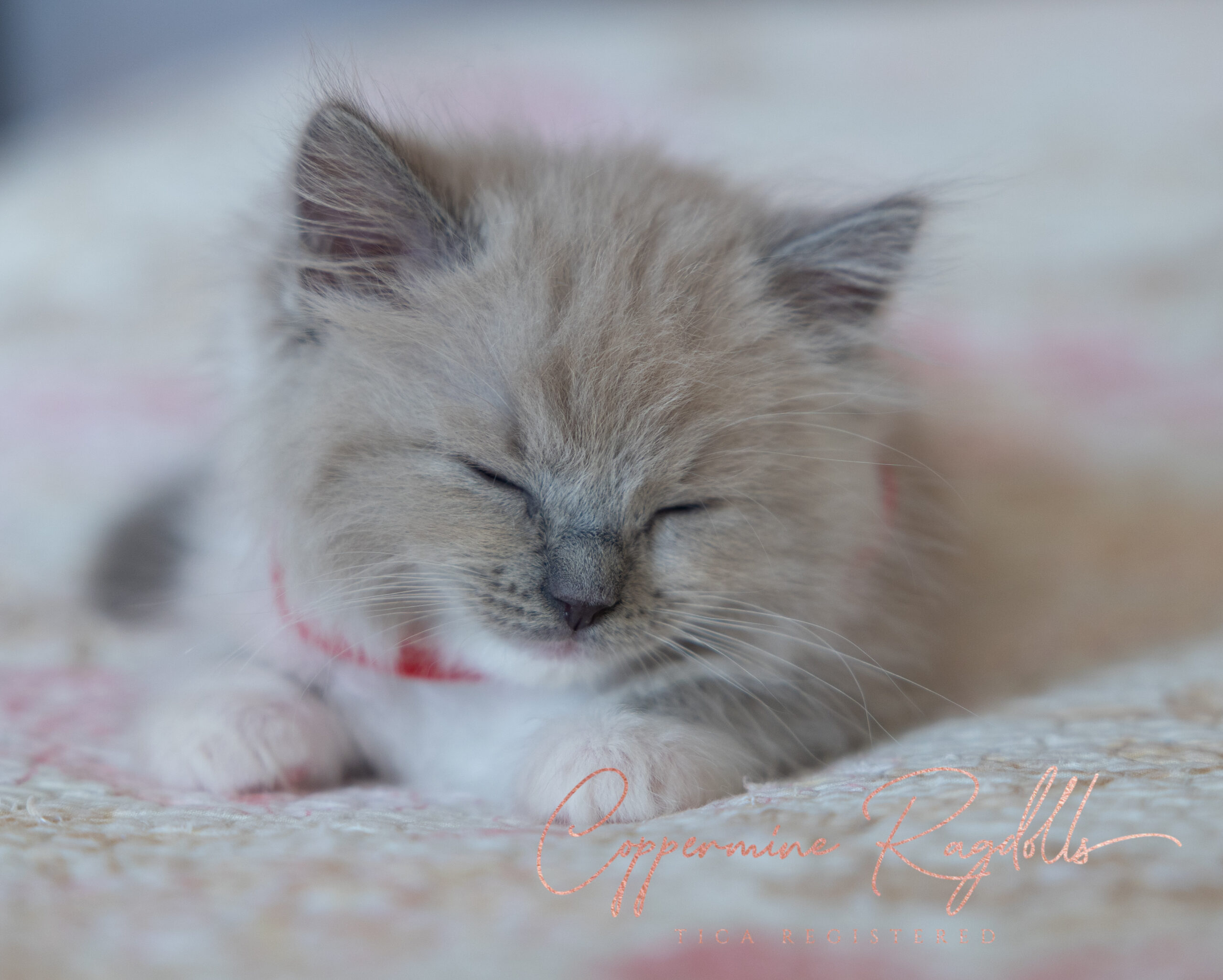 KittenNursery - Coppermine Ragdolls