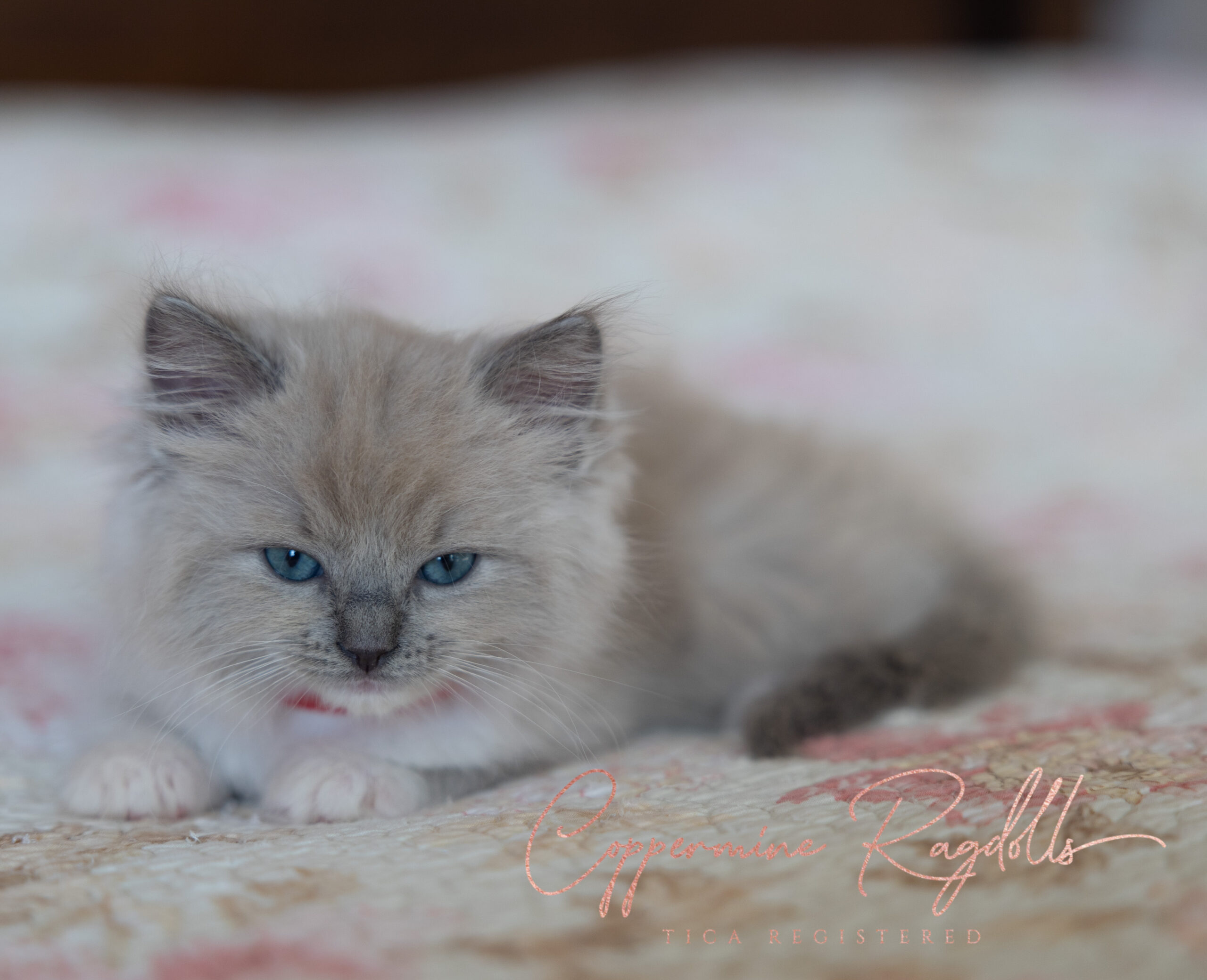 KittenNursery - Coppermine Ragdolls