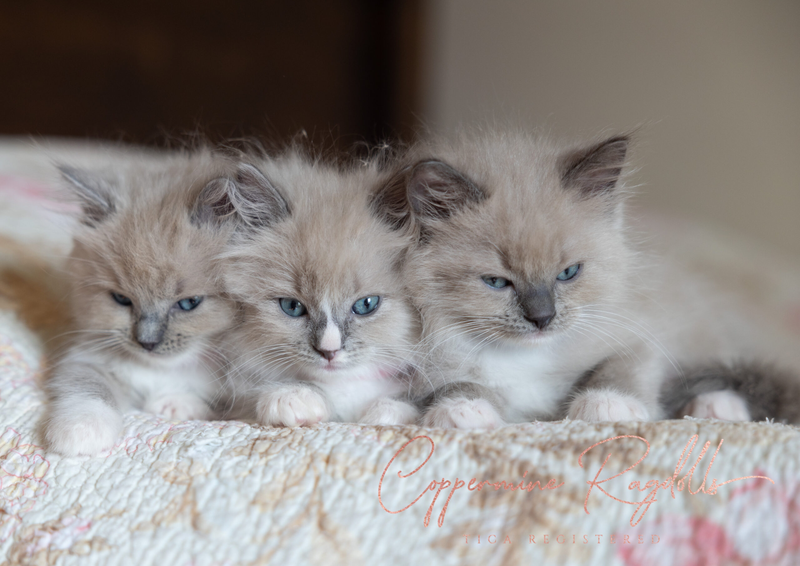KittenNursery - Coppermine Ragdolls